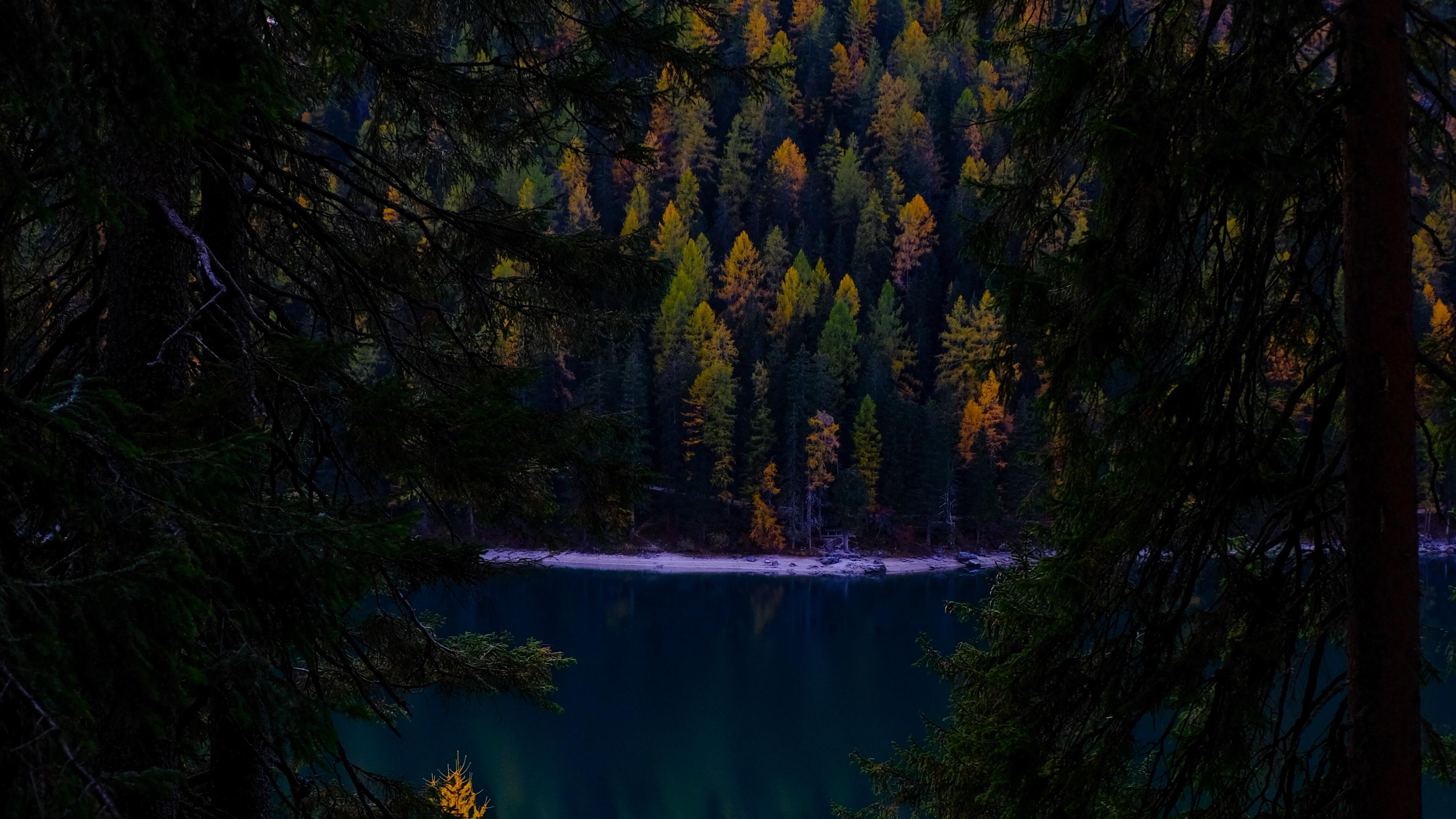 Dark Autumn Forest Wallpapers - Top Free Dark Autumn Forest Backgrounds ...