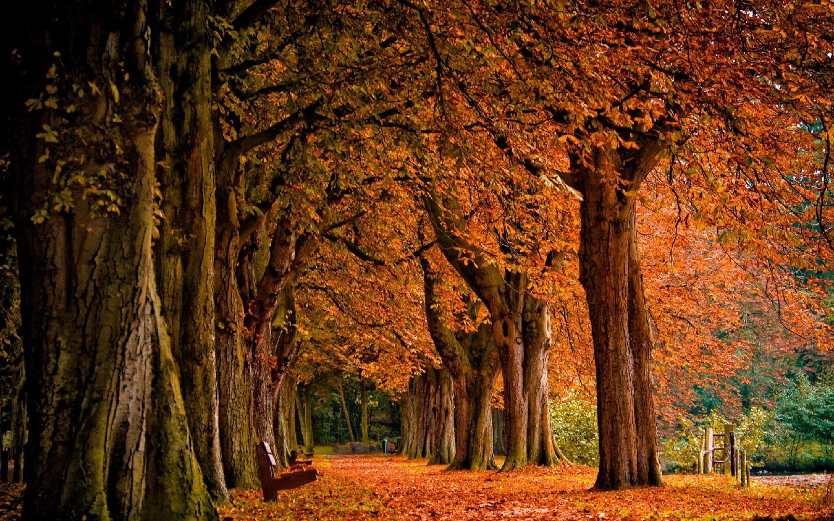 Autumn Bench Wallpapers - Top Free Autumn Bench Backgrounds ...