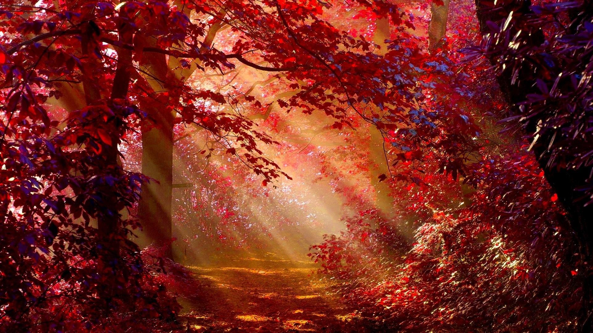 Dark Autumn Forest Wallpapers - Top Free Dark Autumn Forest Backgrounds ...