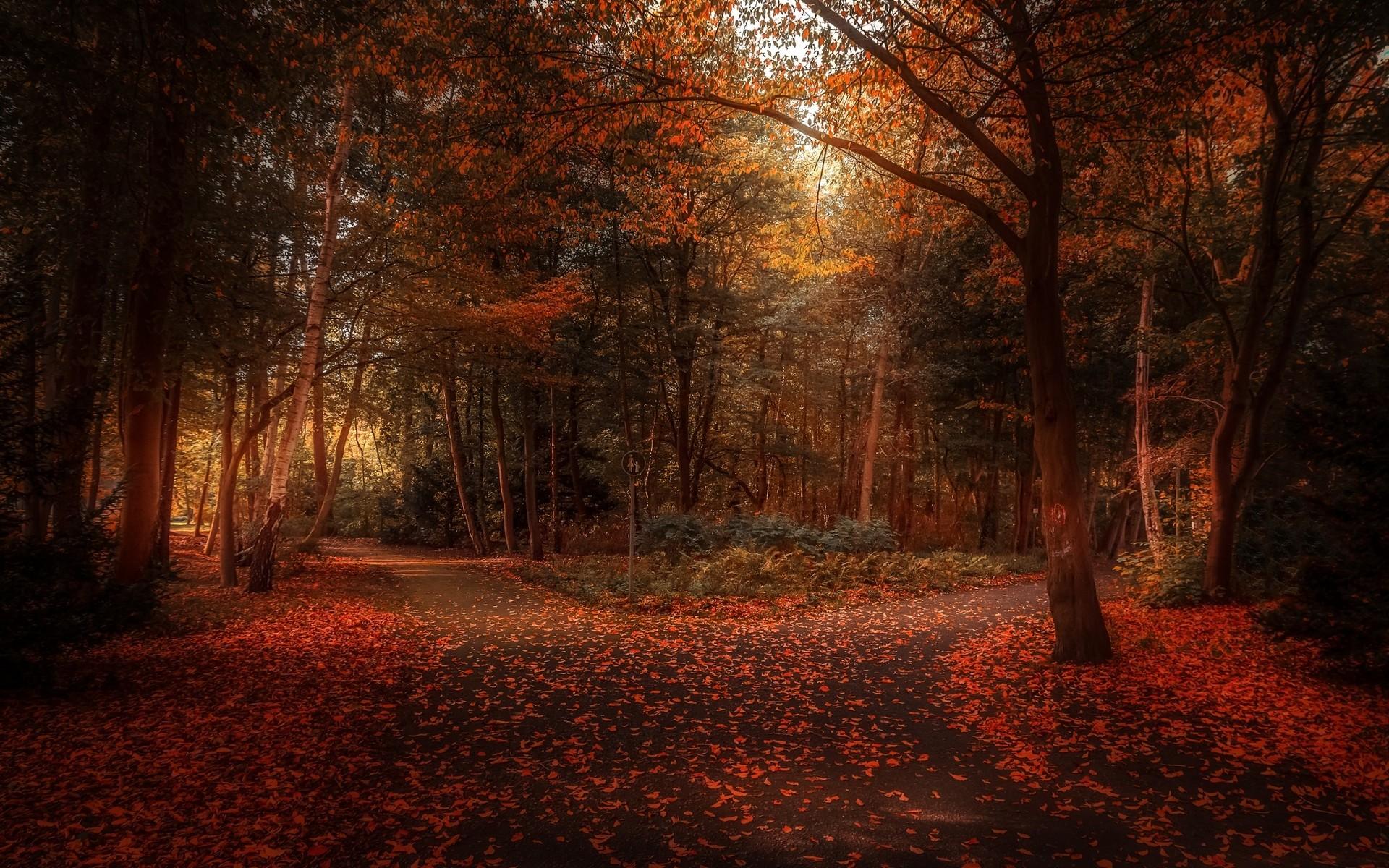 Dark Autumn Forest Wallpapers - Top Free Dark Autumn Forest Backgrounds ...