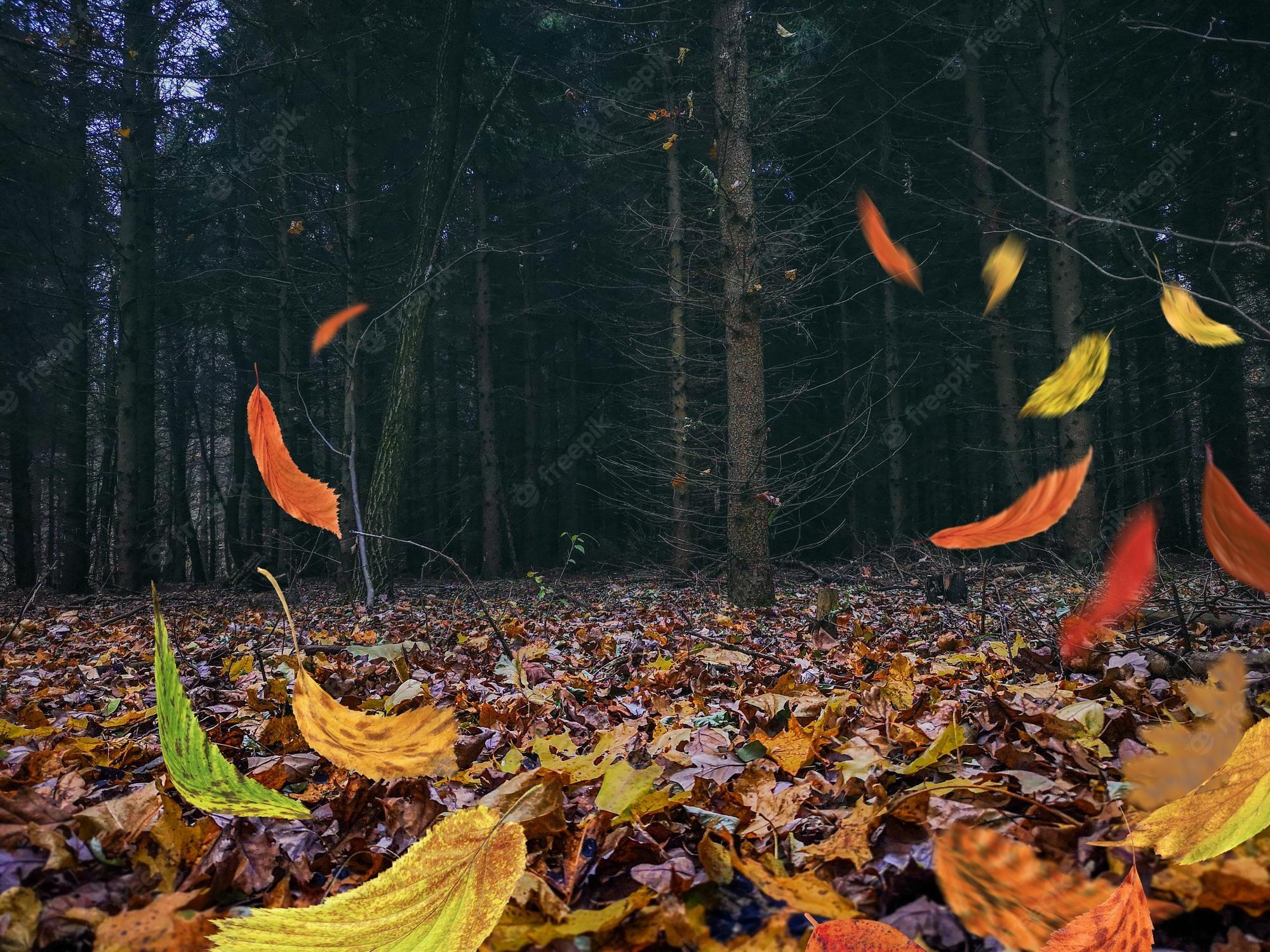 Dark Autumn Forest Wallpapers - Top Free Dark Autumn Forest Backgrounds ...