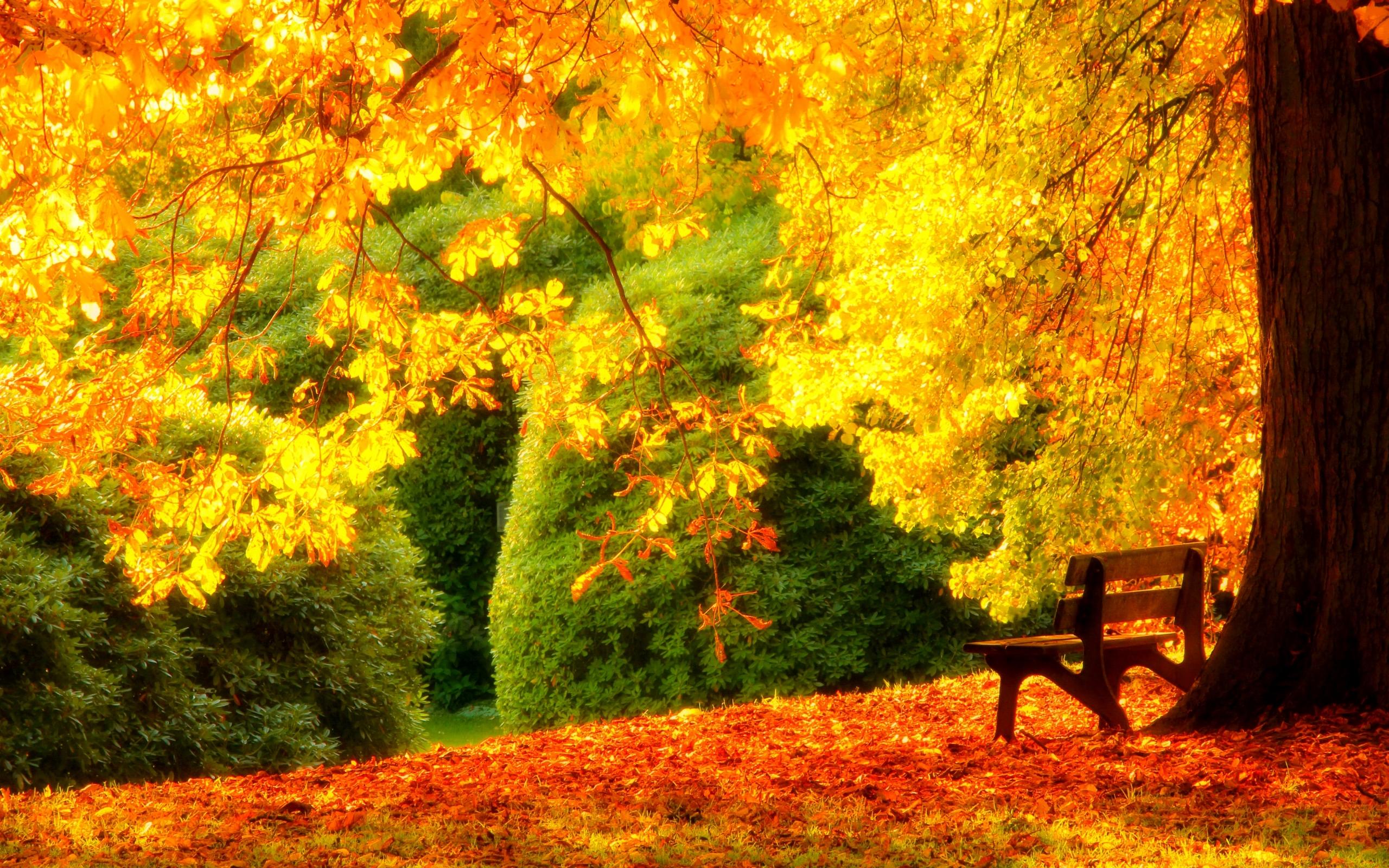 Autumn Bench Wallpapers - Top Free Autumn Bench Backgrounds ...