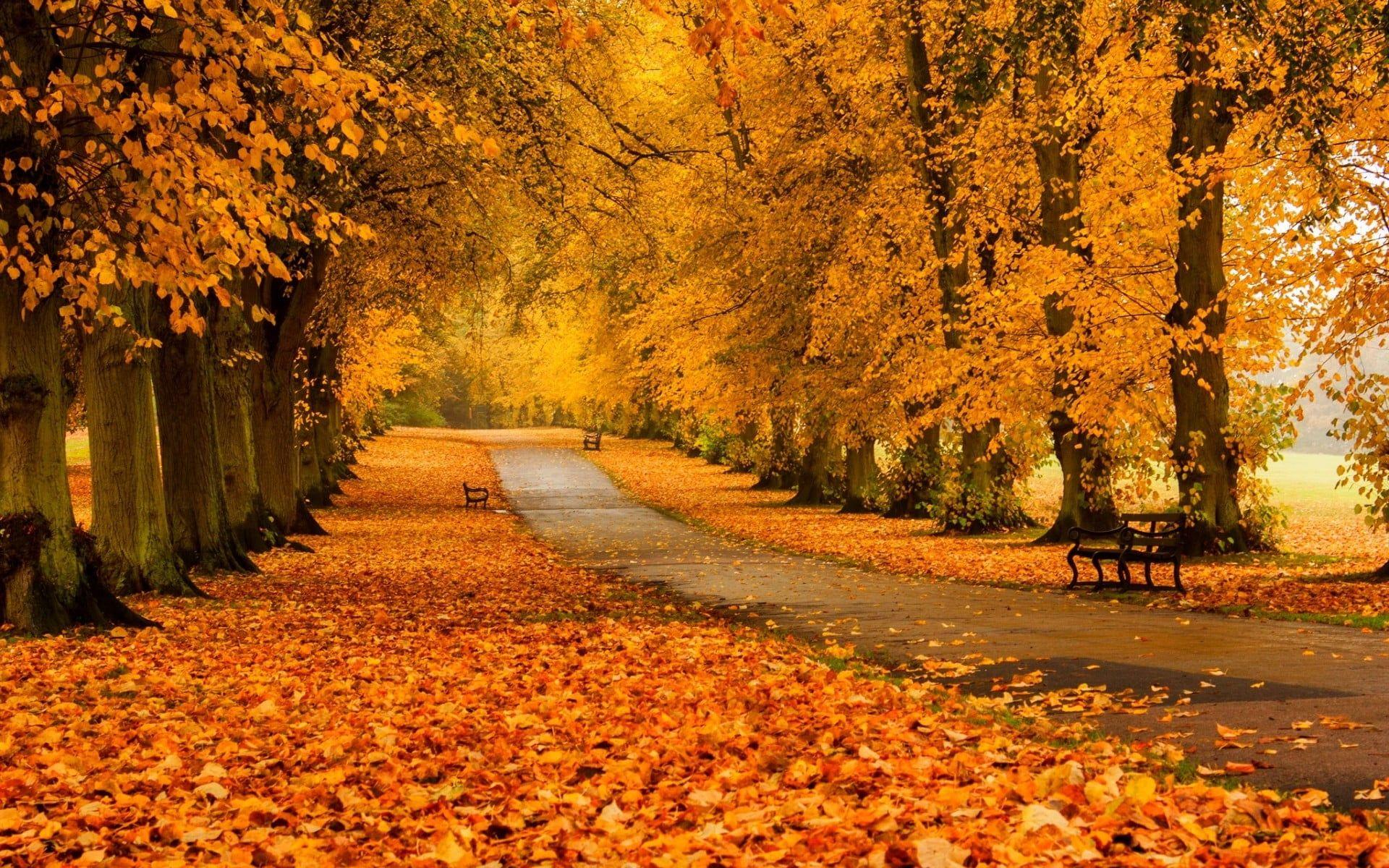 Autumn Bench Wallpapers - Top Free Autumn Bench Backgrounds ...
