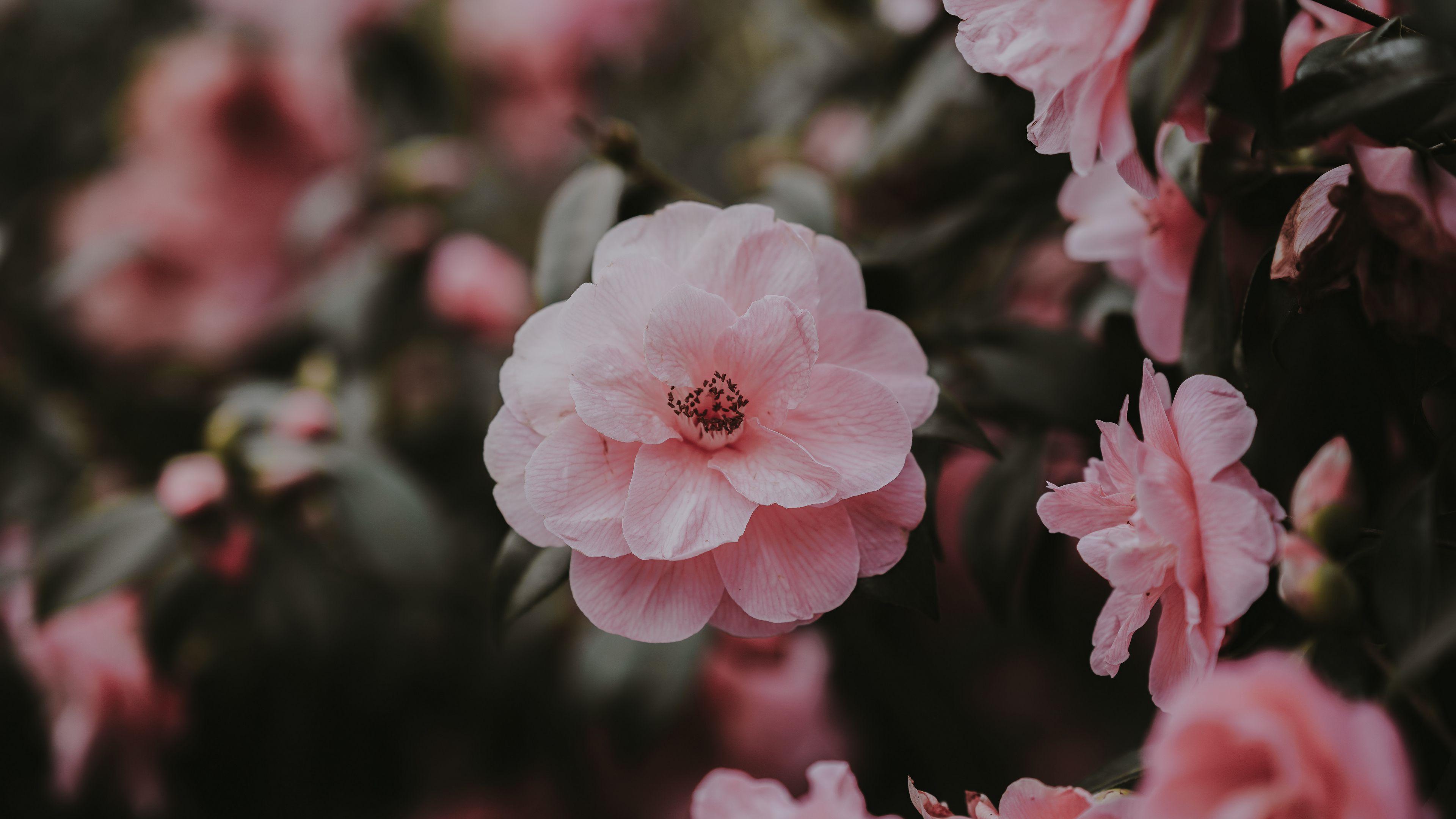 Wild Roses Wallpapers - Top Free Wild Roses Backgrounds - WallpaperAccess