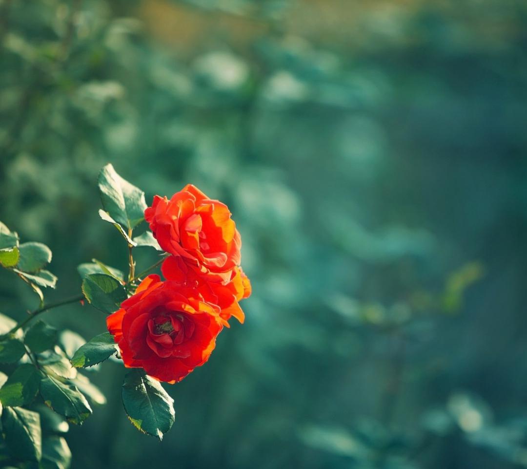 Wild Roses Wallpapers - Top Free Wild Roses Backgrounds - WallpaperAccess