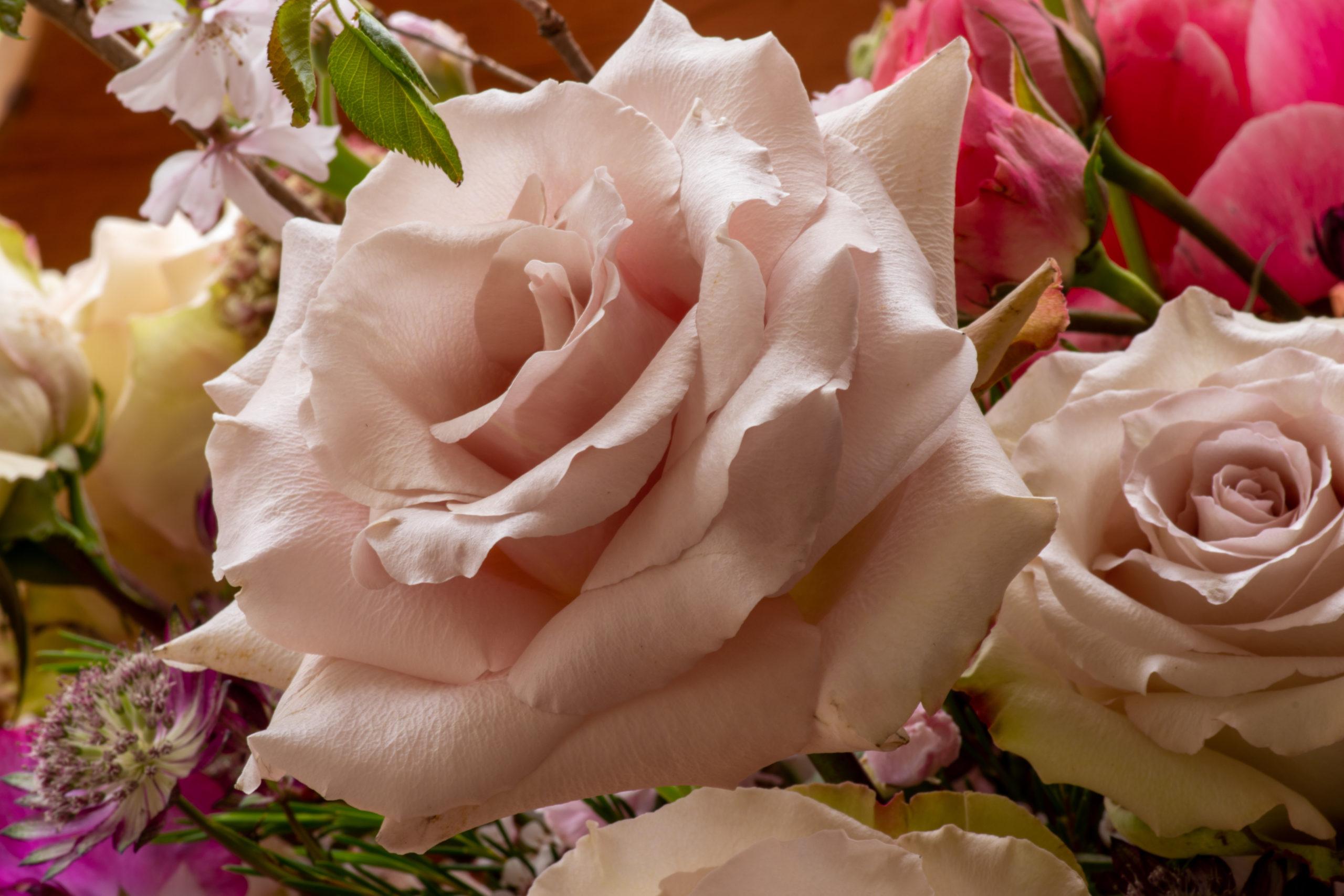 Wild Roses Wallpapers - Top Free Wild Roses Backgrounds - WallpaperAccess