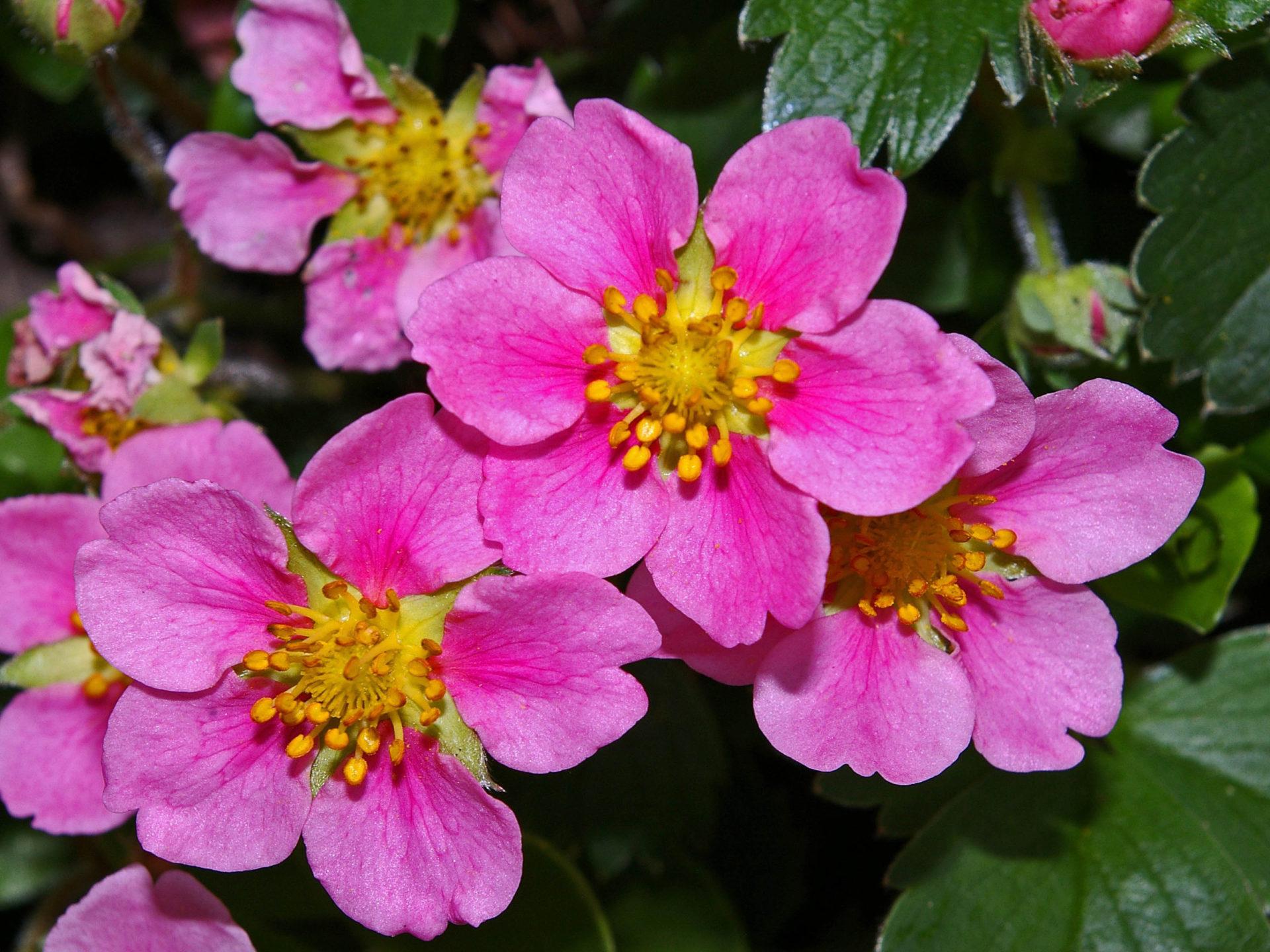 Wild Roses Wallpapers - Top Free Wild Roses Backgrounds - WallpaperAccess