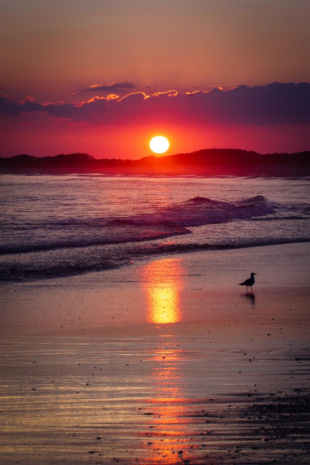 Birds Sunset Wallpapers - Top Free Birds Sunset Backgrounds ...