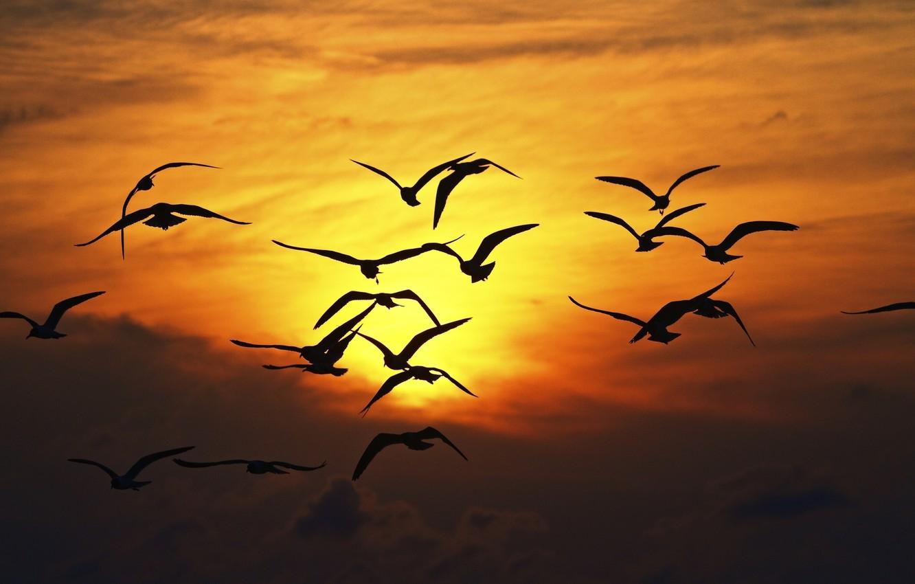 Birds Sunset Wallpapers - Top Free Birds Sunset Backgrounds ...