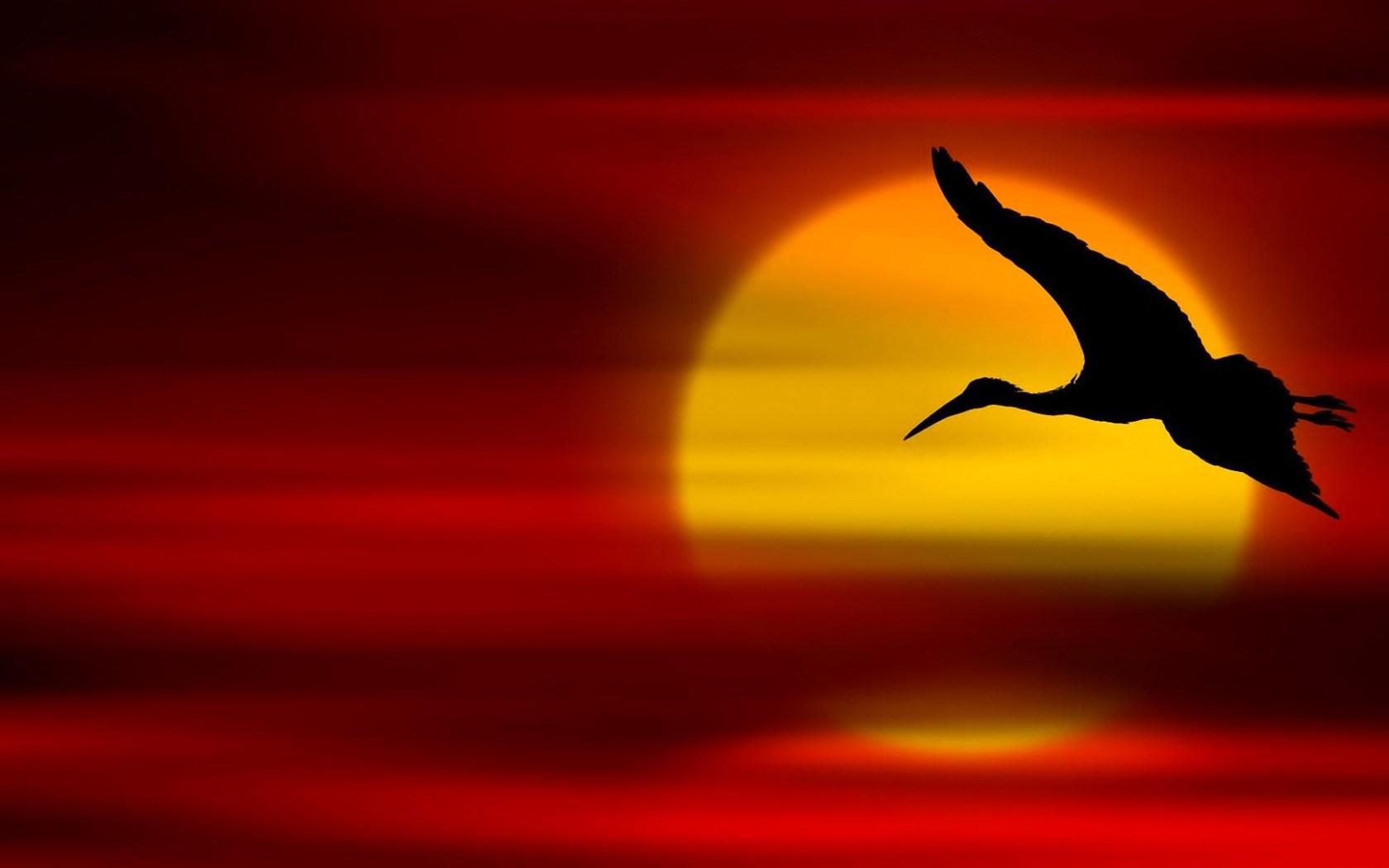 Birds Sunset Wallpapers - Top Free Birds Sunset Backgrounds ...