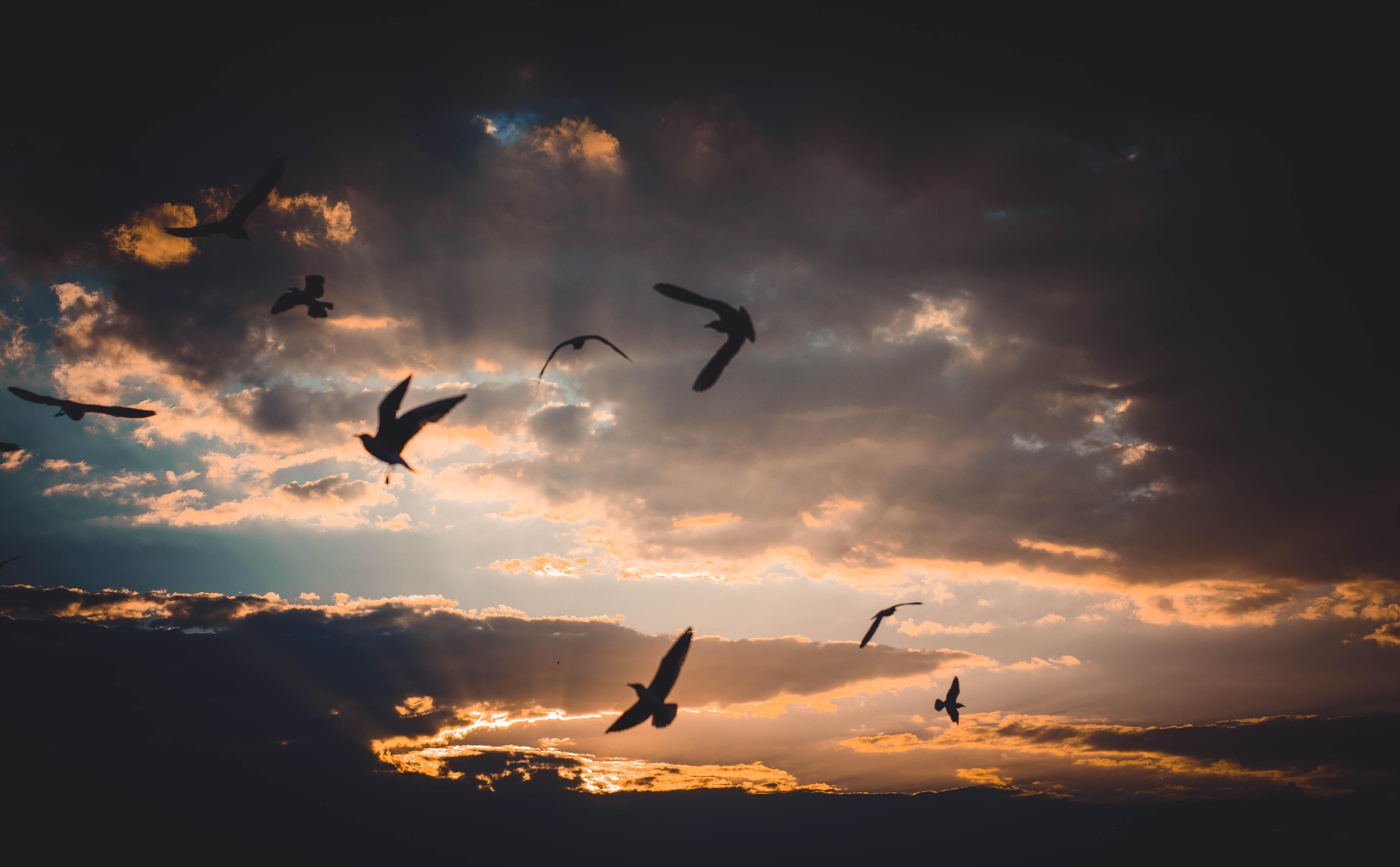 Birds Sunset Wallpapers - Top Free Birds Sunset Backgrounds ...
