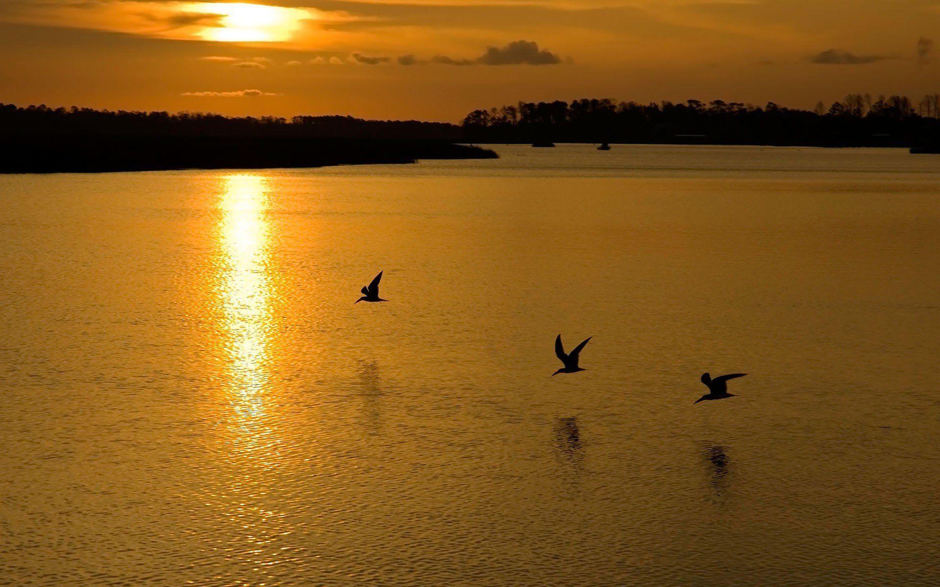 Birds Sunset Wallpapers - Top Free Birds Sunset Backgrounds ...