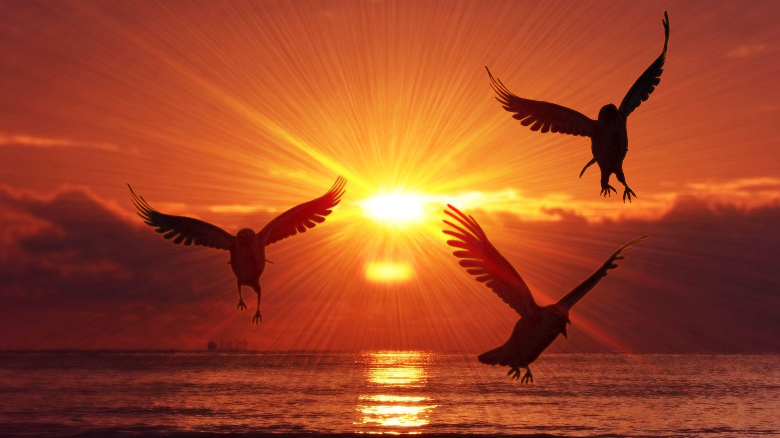 Birds Sunset Wallpapers - Top Free Birds Sunset Backgrounds ...