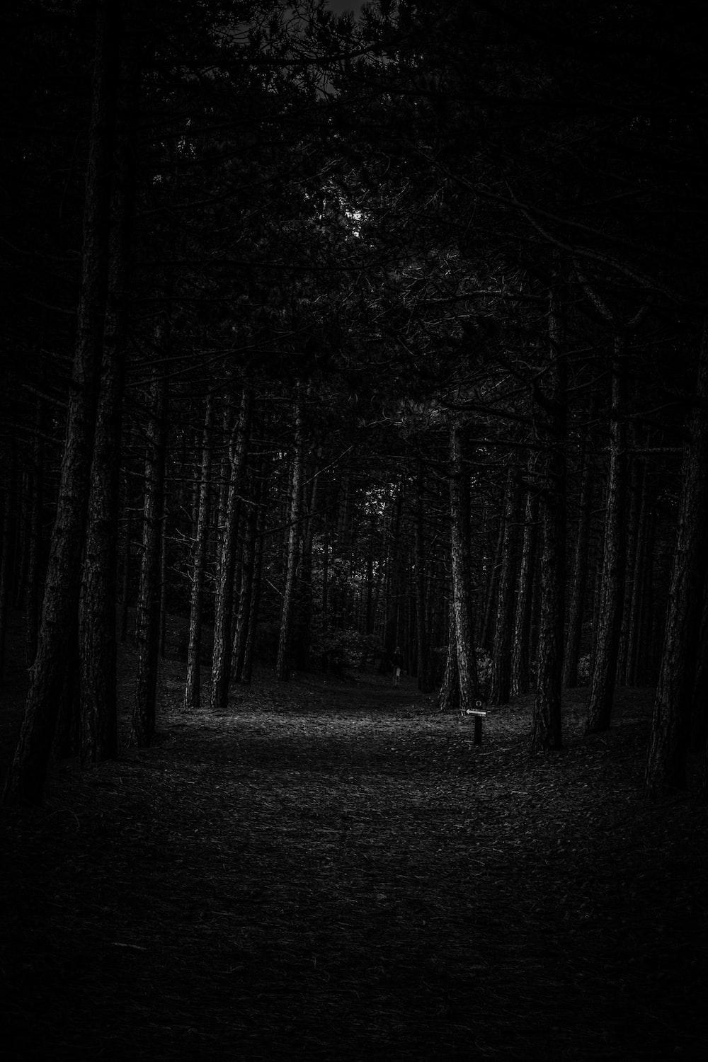 Dark Creepy Forest Wallpapers - Top Free Dark Creepy Forest Backgrounds ...