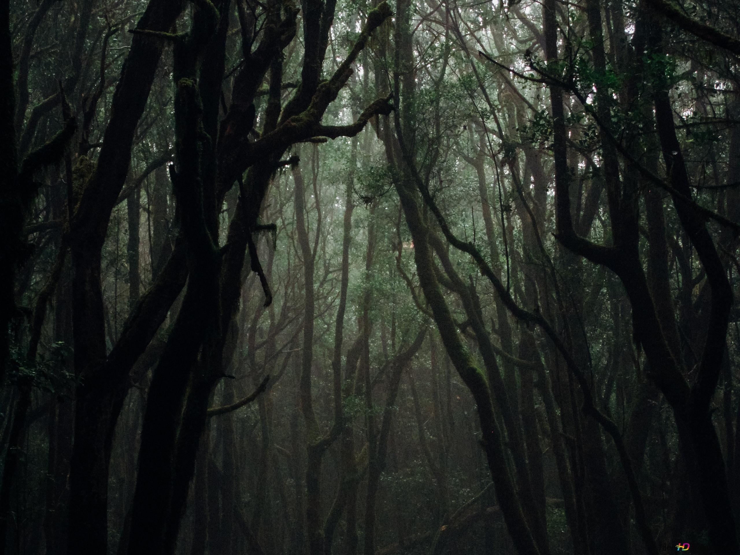 Dark Creepy Forest Wallpapers - Top Free Dark Creepy Forest Backgrounds ...