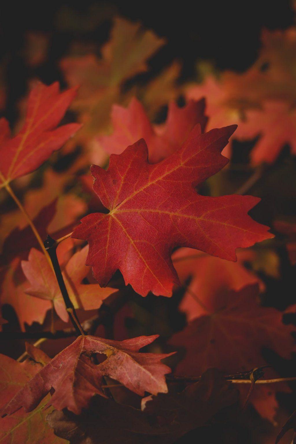 Warm Autumn Wallpapers - Top Free Warm Autumn Backgrounds - WallpaperAccess