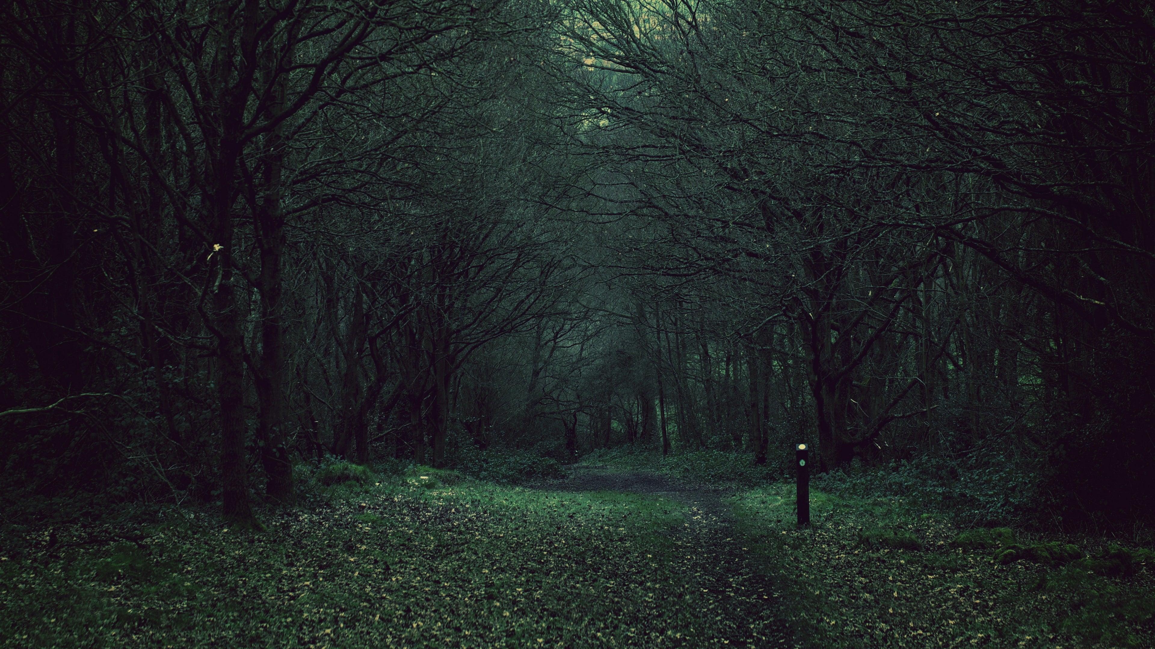 Dark Creepy Forest Wallpapers - Top Free Dark Creepy Forest Backgrounds ...