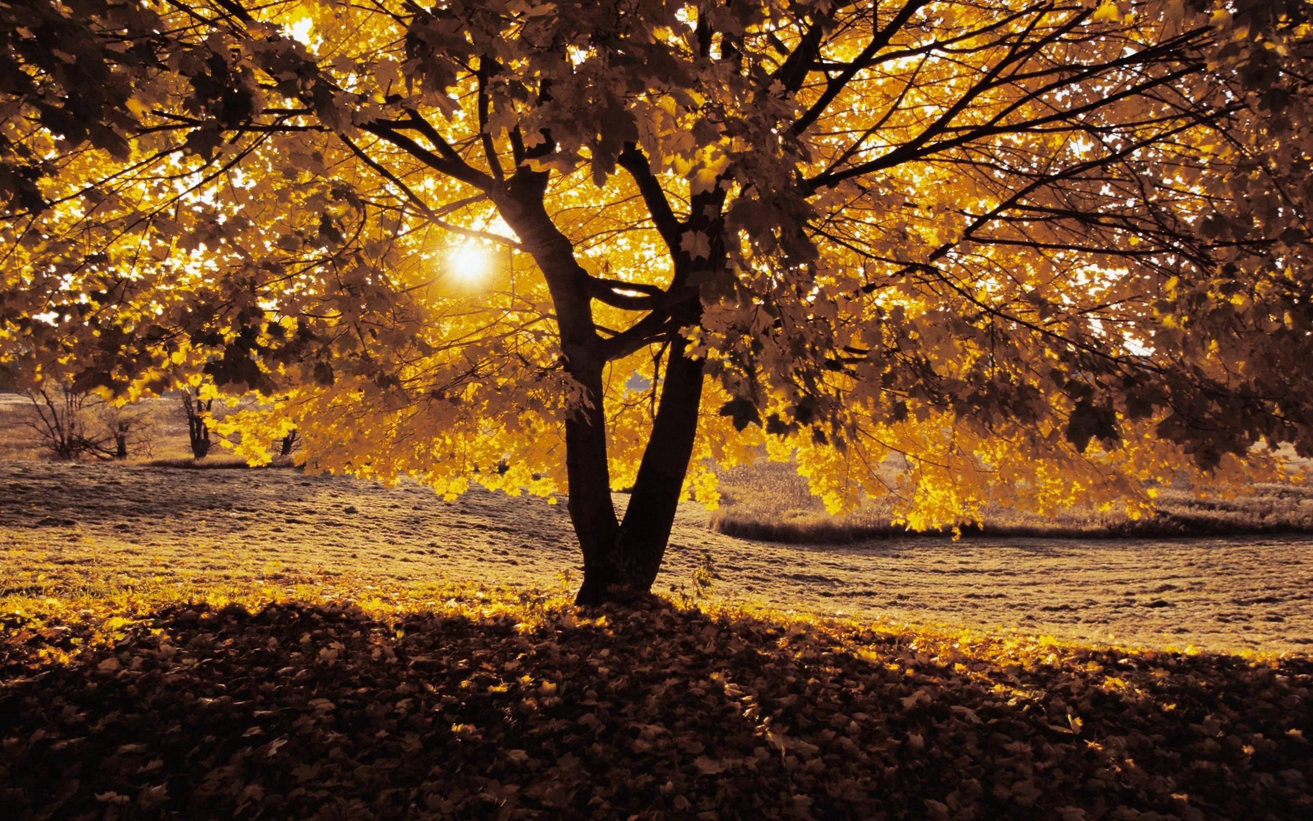 Warm Autumn Wallpapers - Top Free Warm Autumn Backgrounds - WallpaperAccess