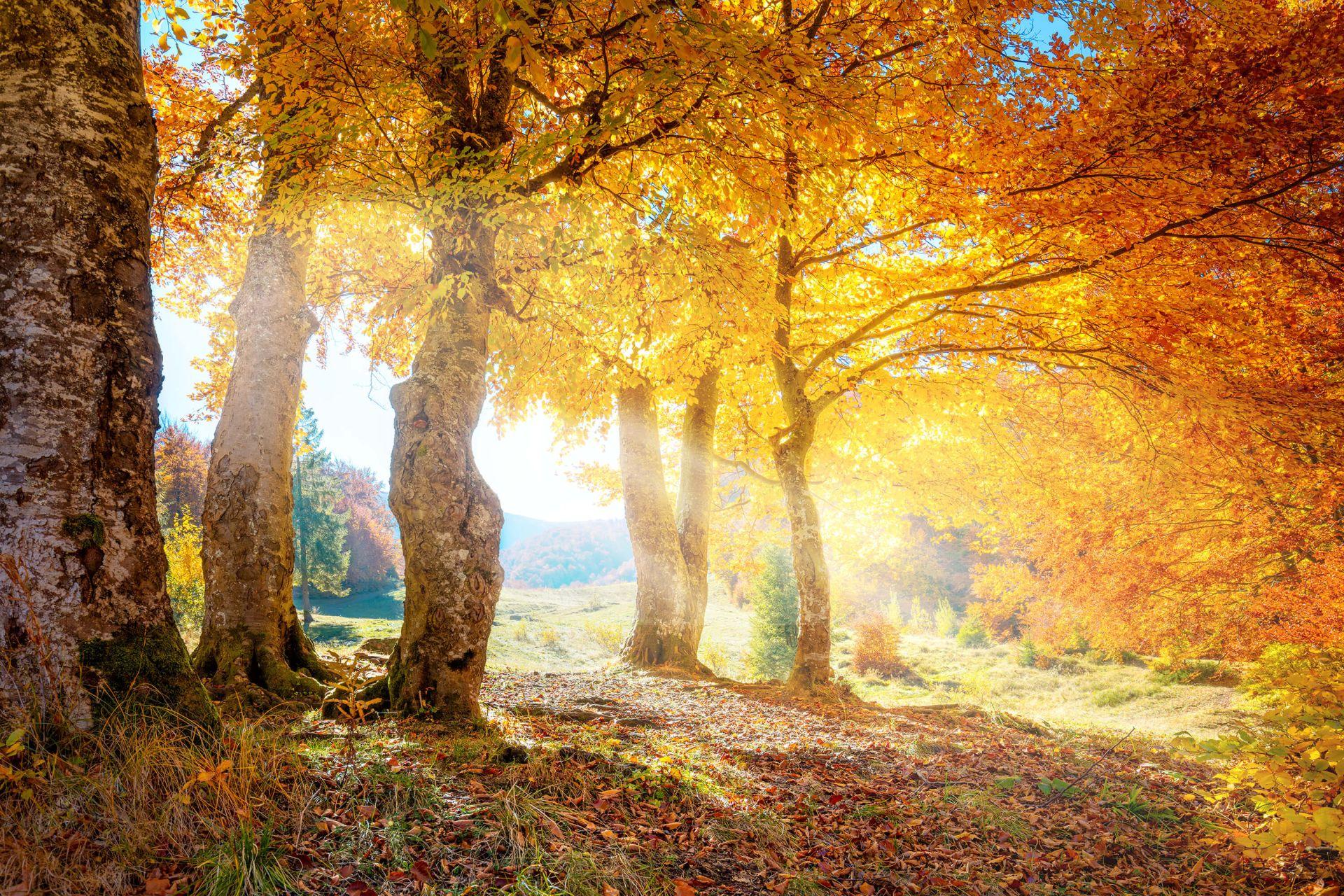 Warm Autumn Wallpapers - Top Free Warm Autumn Backgrounds - WallpaperAccess