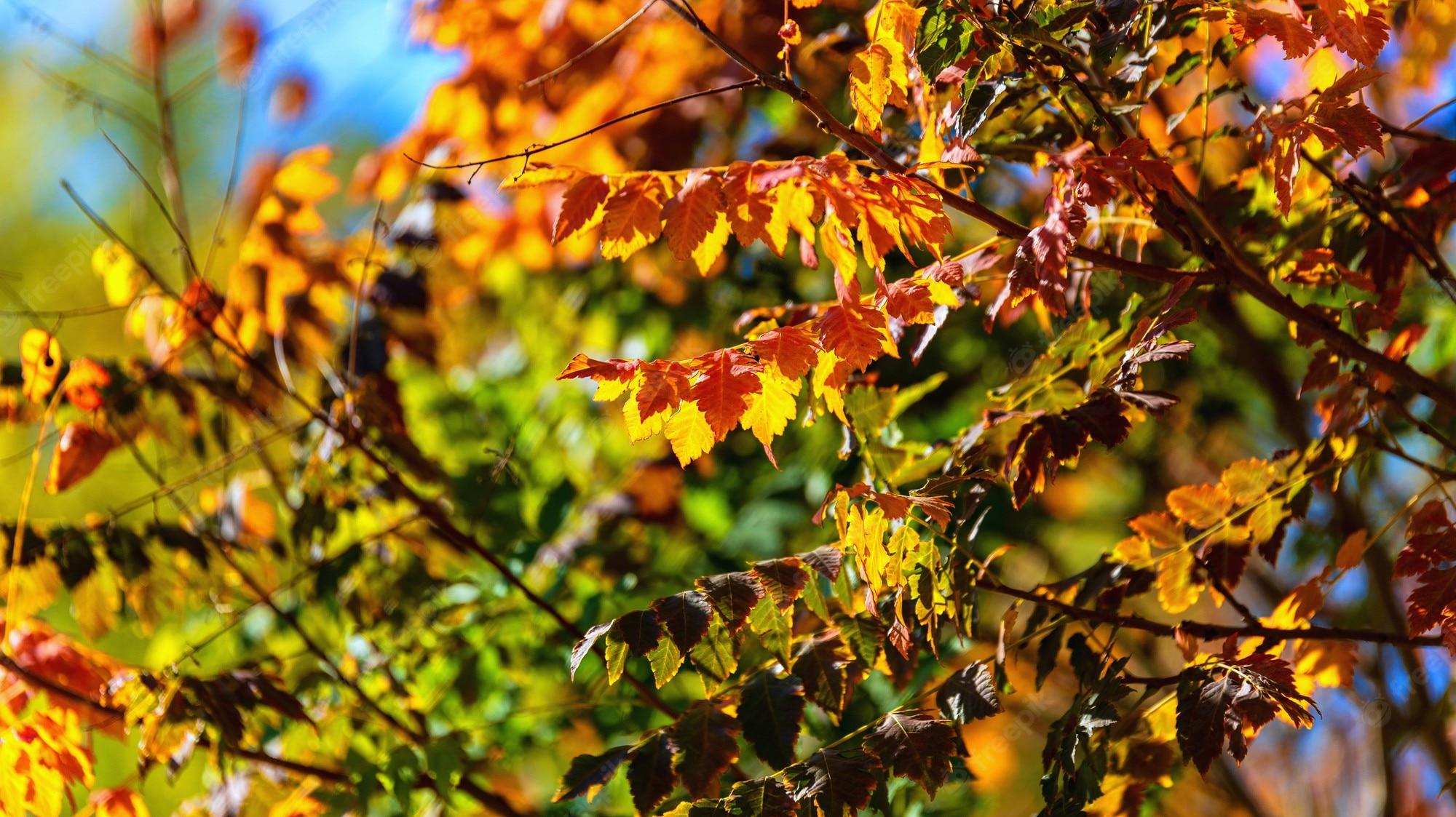 Warm Autumn Wallpapers - Top Free Warm Autumn Backgrounds - WallpaperAccess