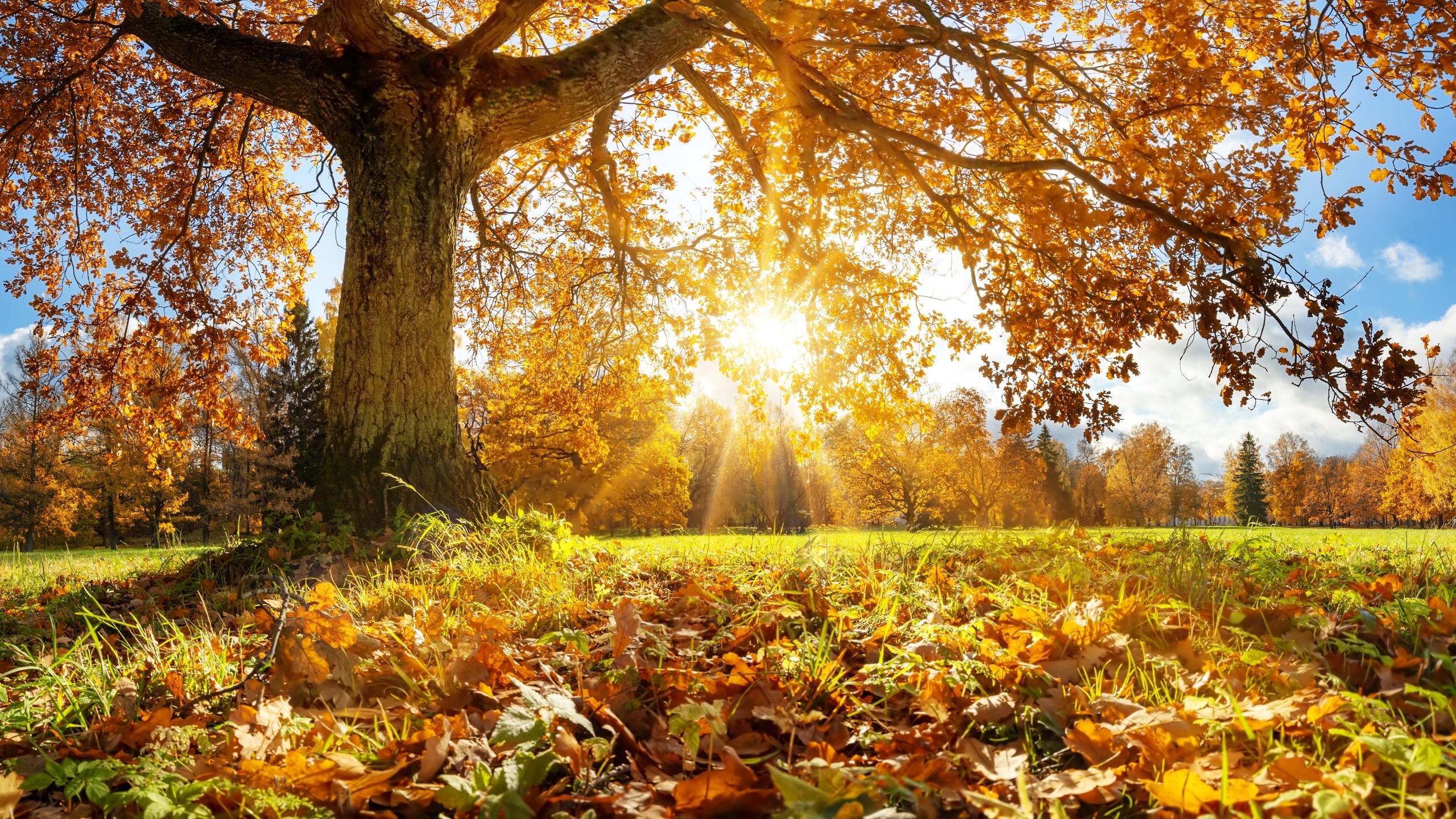 Warm Autumn Wallpapers - Top Free Warm Autumn Backgrounds - WallpaperAccess