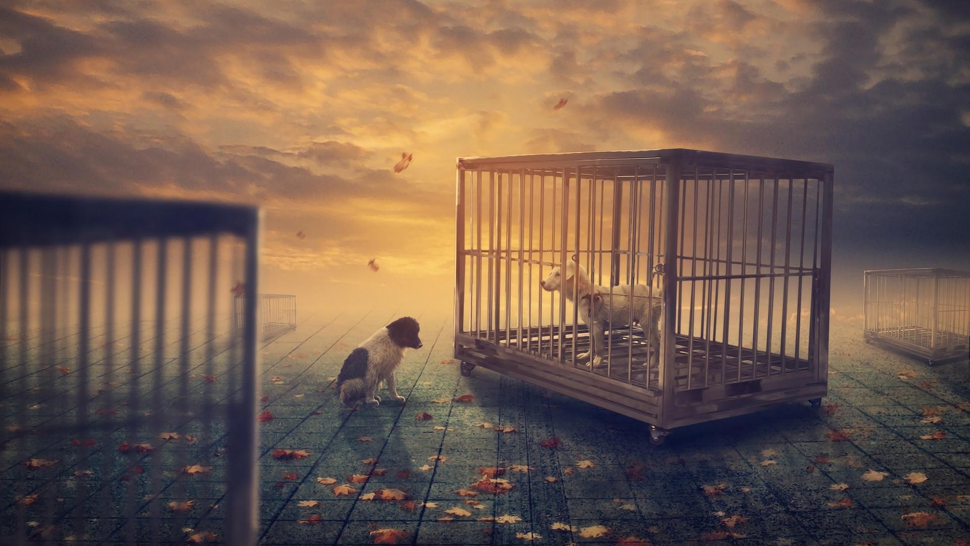 Animal Cage Wallpapers - Top Free Animal Cage Backgrounds - WallpaperAccess