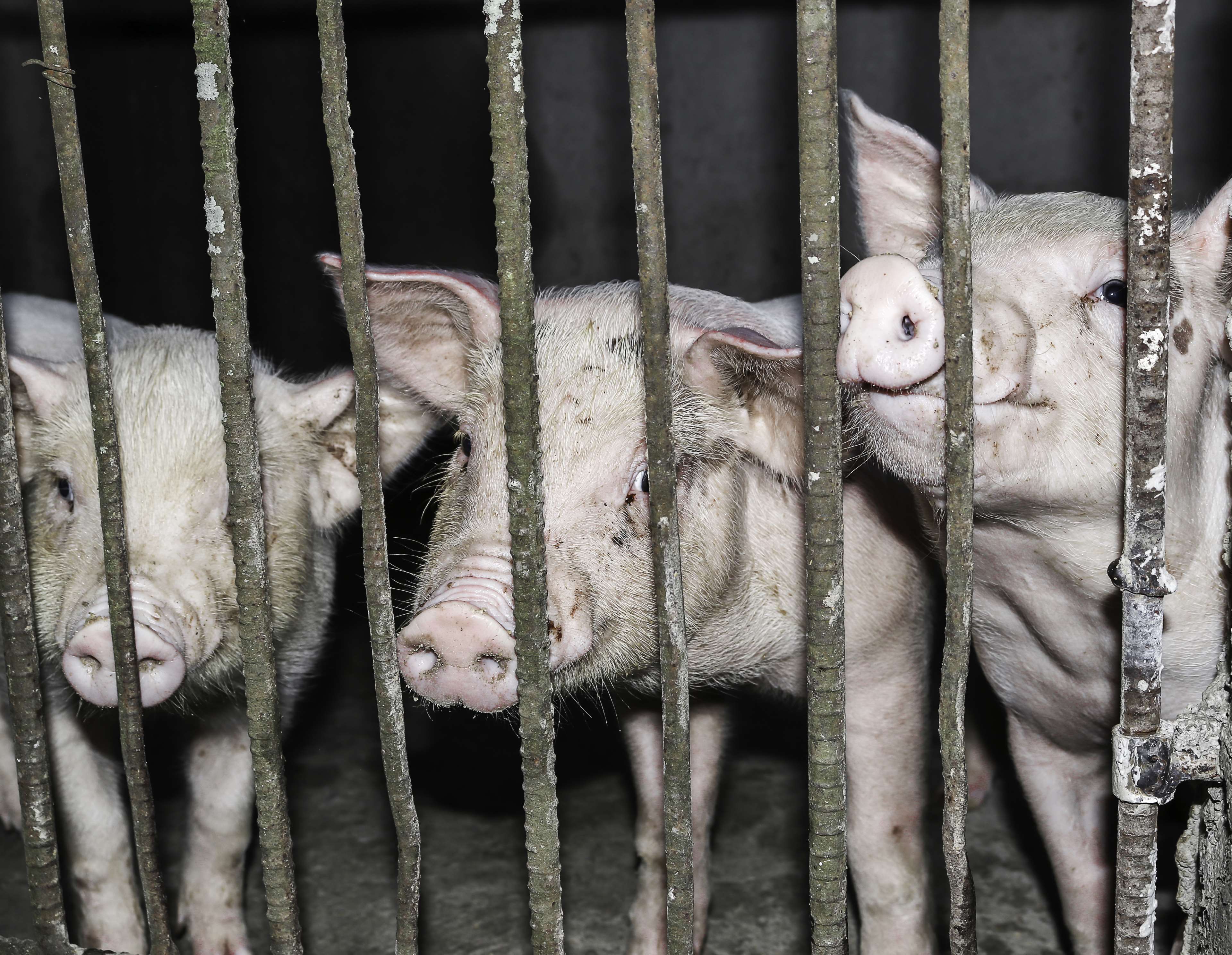 Animal Cage Wallpapers - Top Free Animal Cage Backgrounds - WallpaperAccess