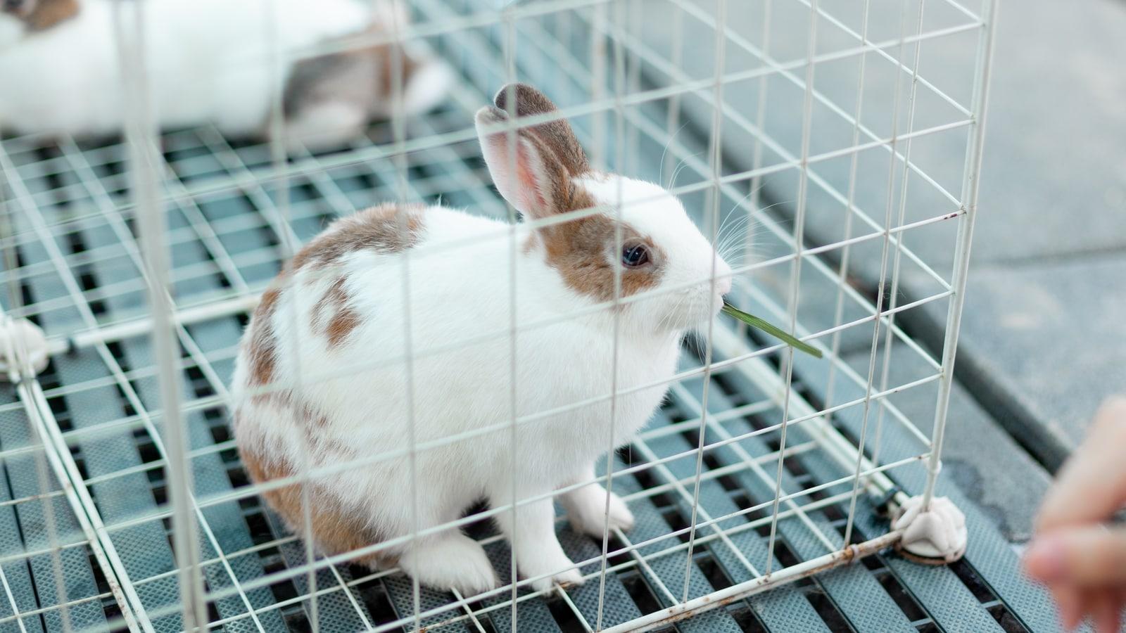 Animal Cage Wallpapers - Top Free Animal Cage Backgrounds - WallpaperAccess
