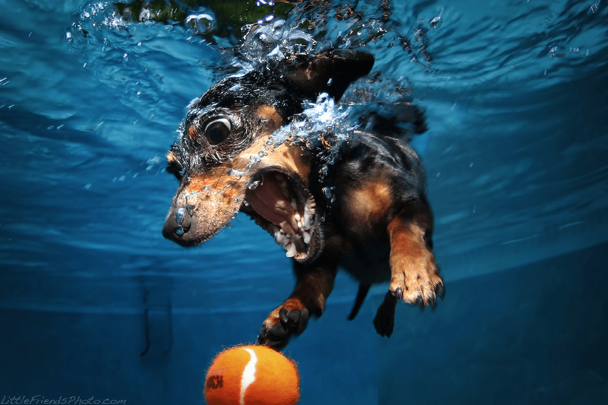 Underwater Dogs HD Wallpapers - Top Free Underwater Dogs HD Backgrounds ...