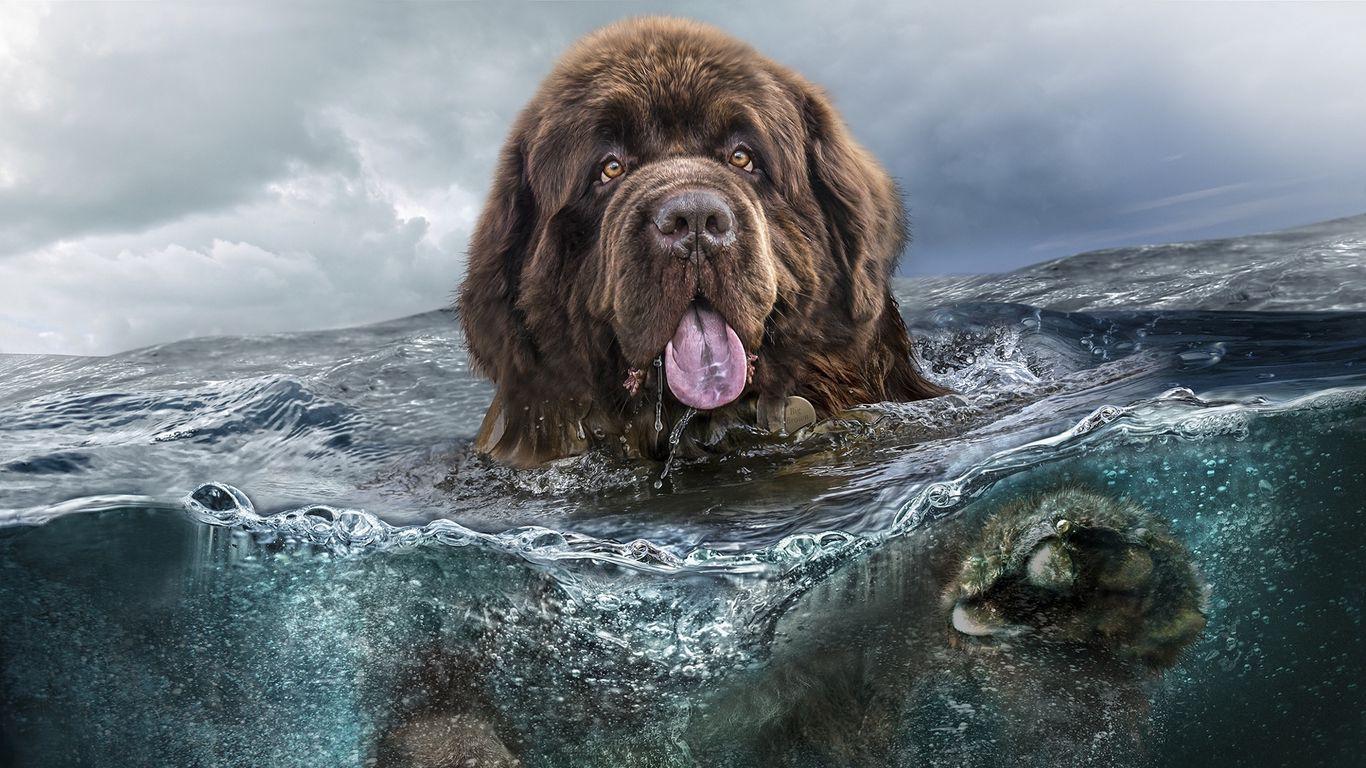 Underwater Dogs HD Wallpapers - Top Free Underwater Dogs HD Backgrounds ...