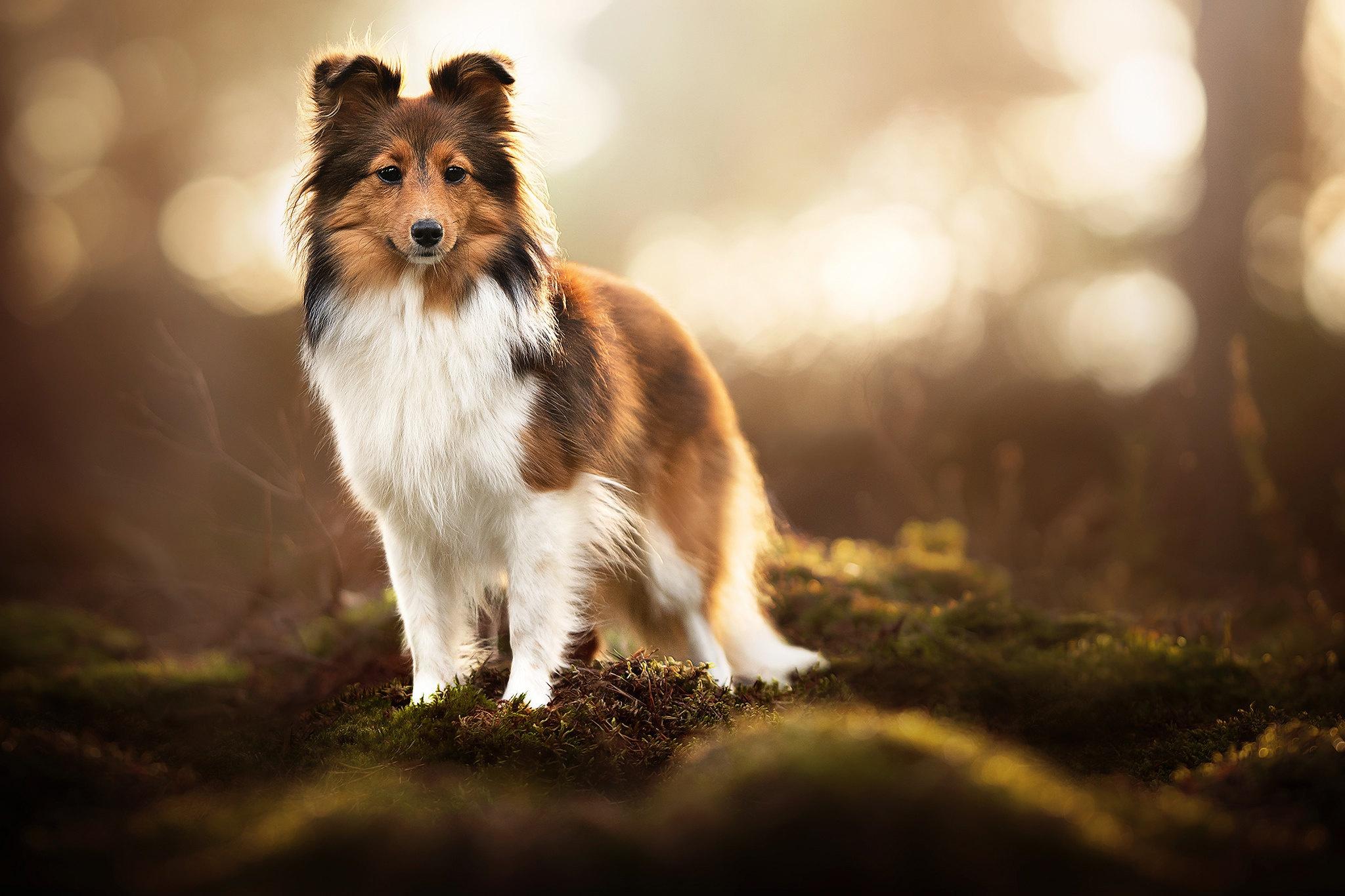 Sheltie Wallpapers - Top Free Sheltie Backgrounds - WallpaperAccess