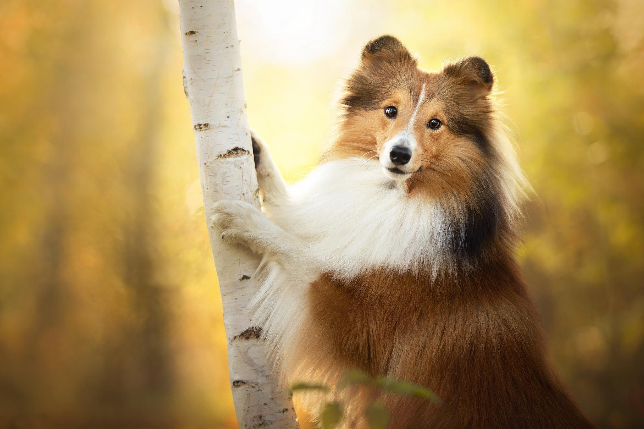 Sheltie Wallpapers - Top Free Sheltie Backgrounds - WallpaperAccess