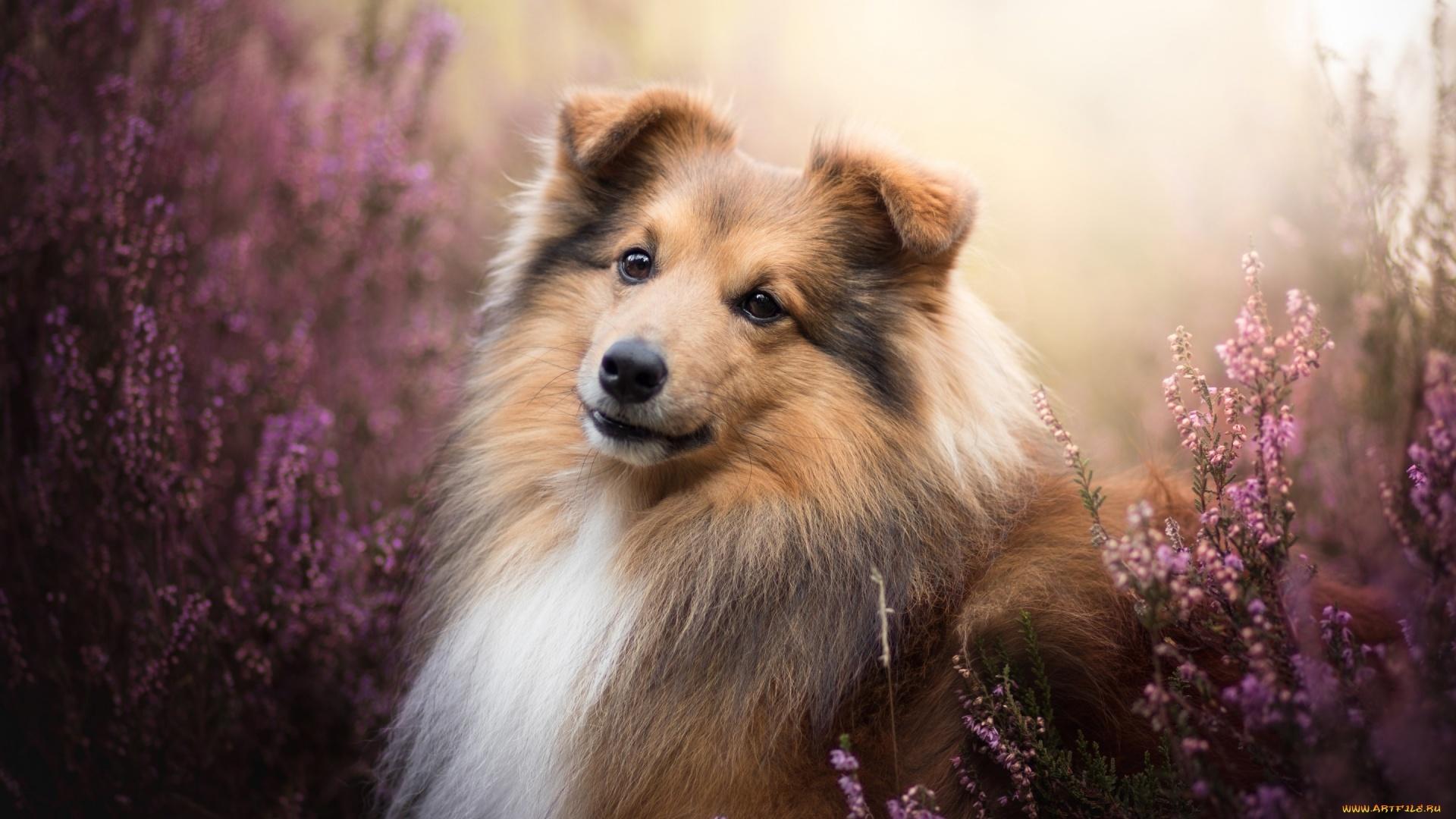 Sheltie Wallpapers - Top Free Sheltie Backgrounds - WallpaperAccess