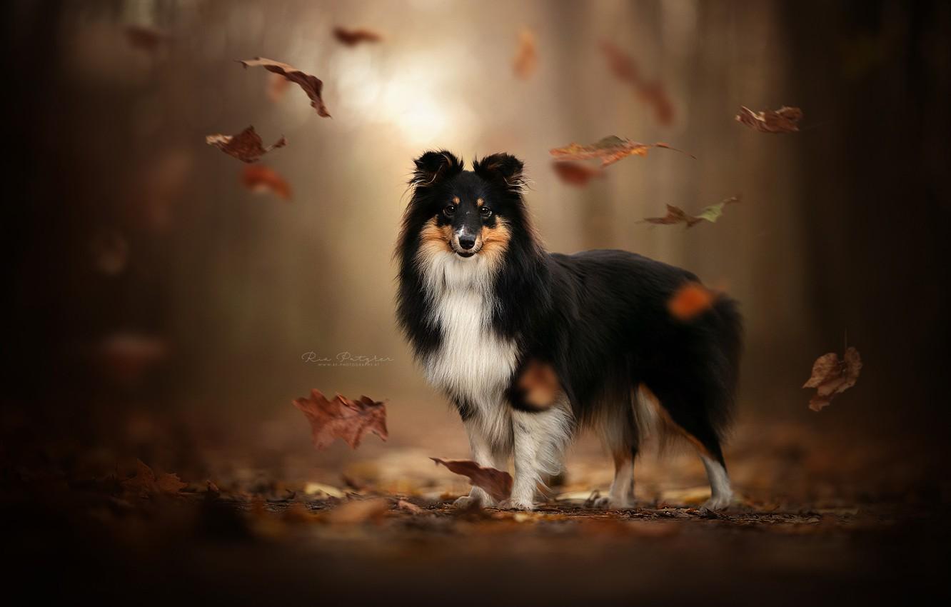 Sheltie Wallpapers - Top Free Sheltie Backgrounds - WallpaperAccess