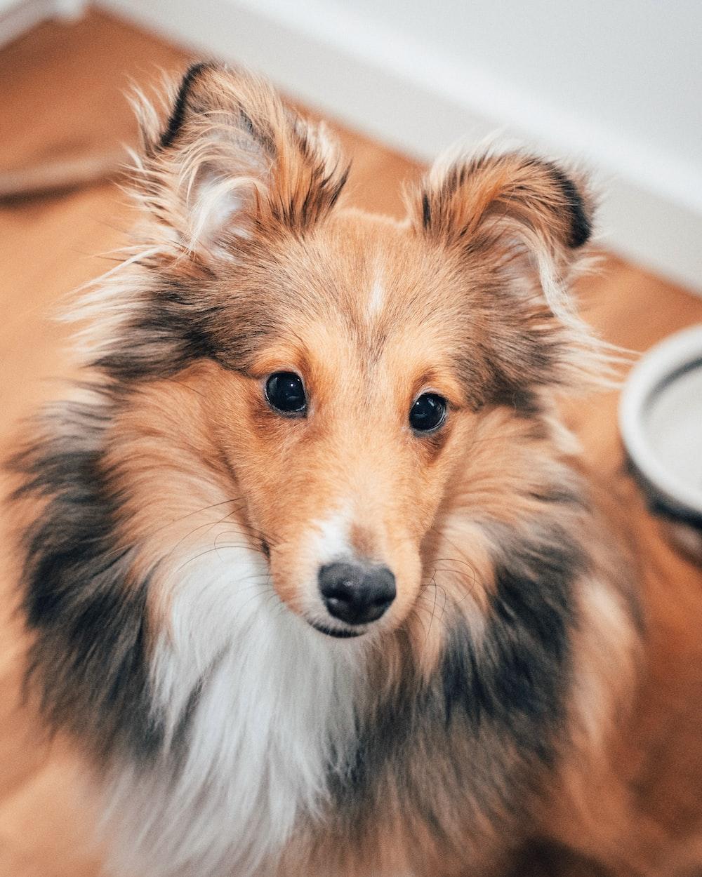 Sheltie Wallpapers - Top Free Sheltie Backgrounds - WallpaperAccess