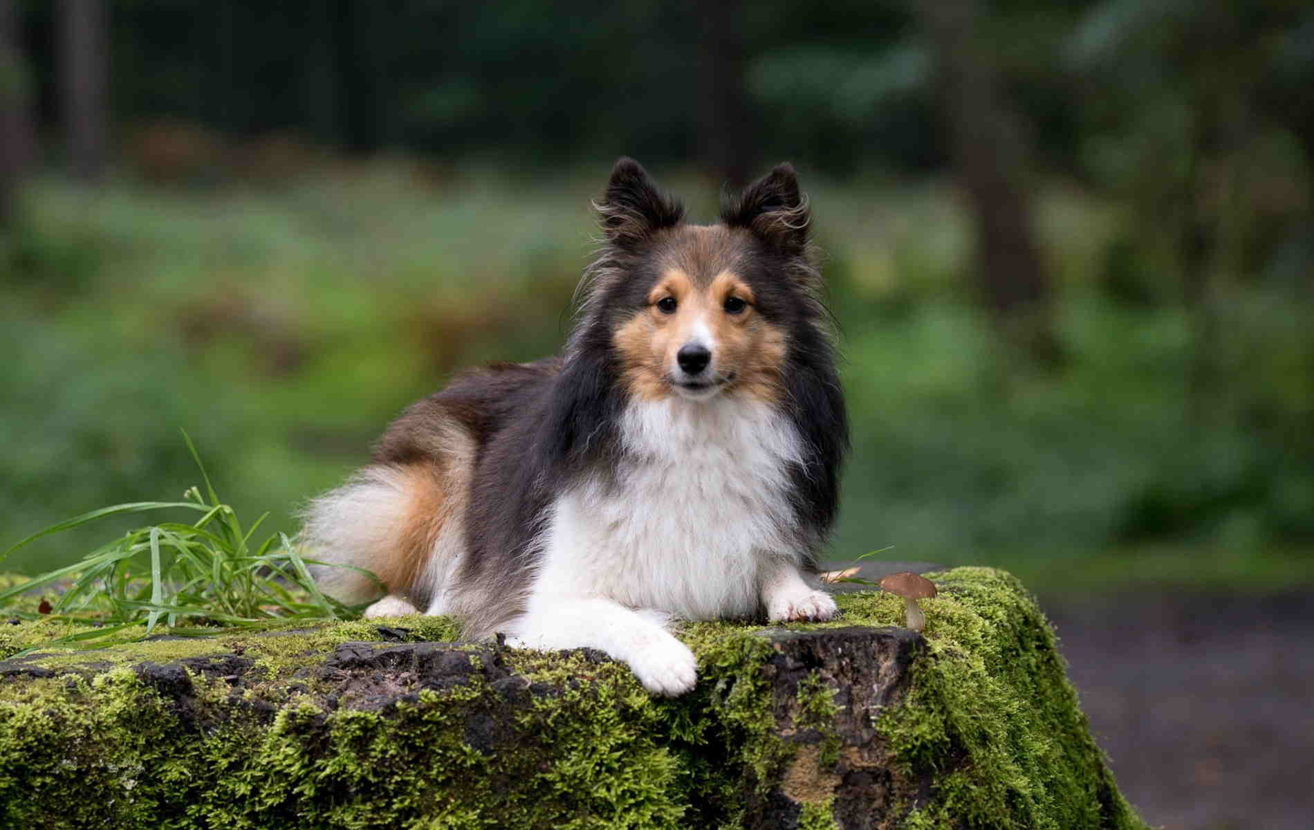 Sheltie Wallpapers - Top Free Sheltie Backgrounds - WallpaperAccess