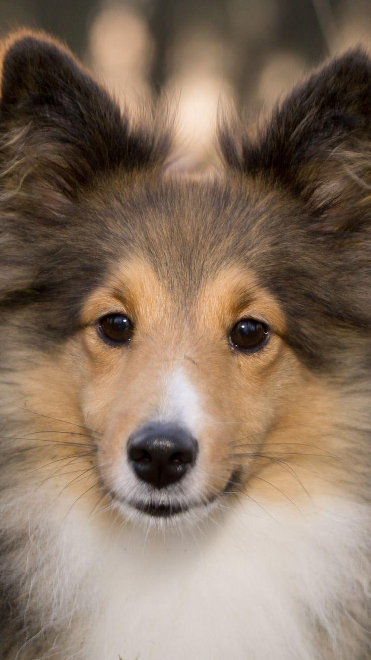 Sheltie Wallpapers - Top Free Sheltie Backgrounds - WallpaperAccess