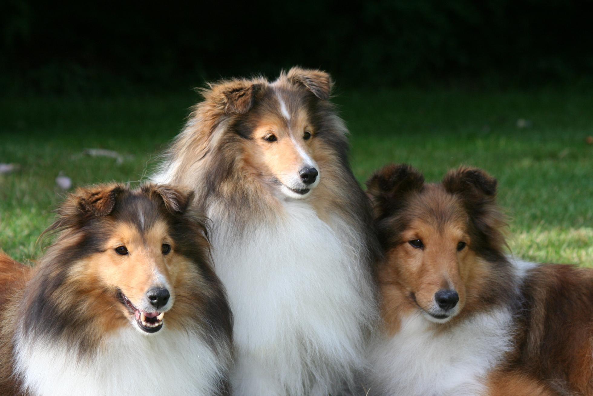 Sheltie Wallpapers - Top Free Sheltie Backgrounds - WallpaperAccess