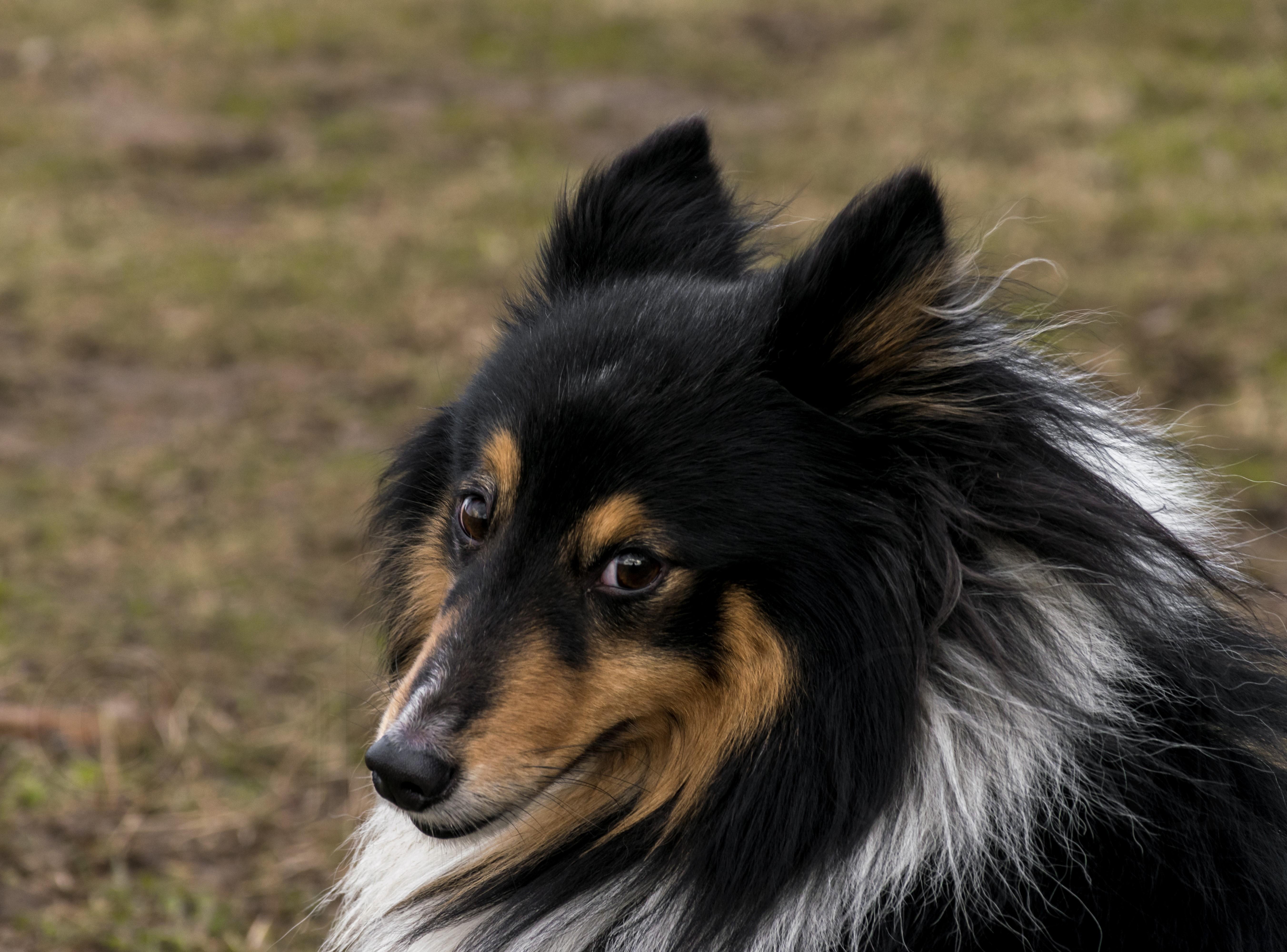 Sheltie Wallpapers - Top Free Sheltie Backgrounds - WallpaperAccess