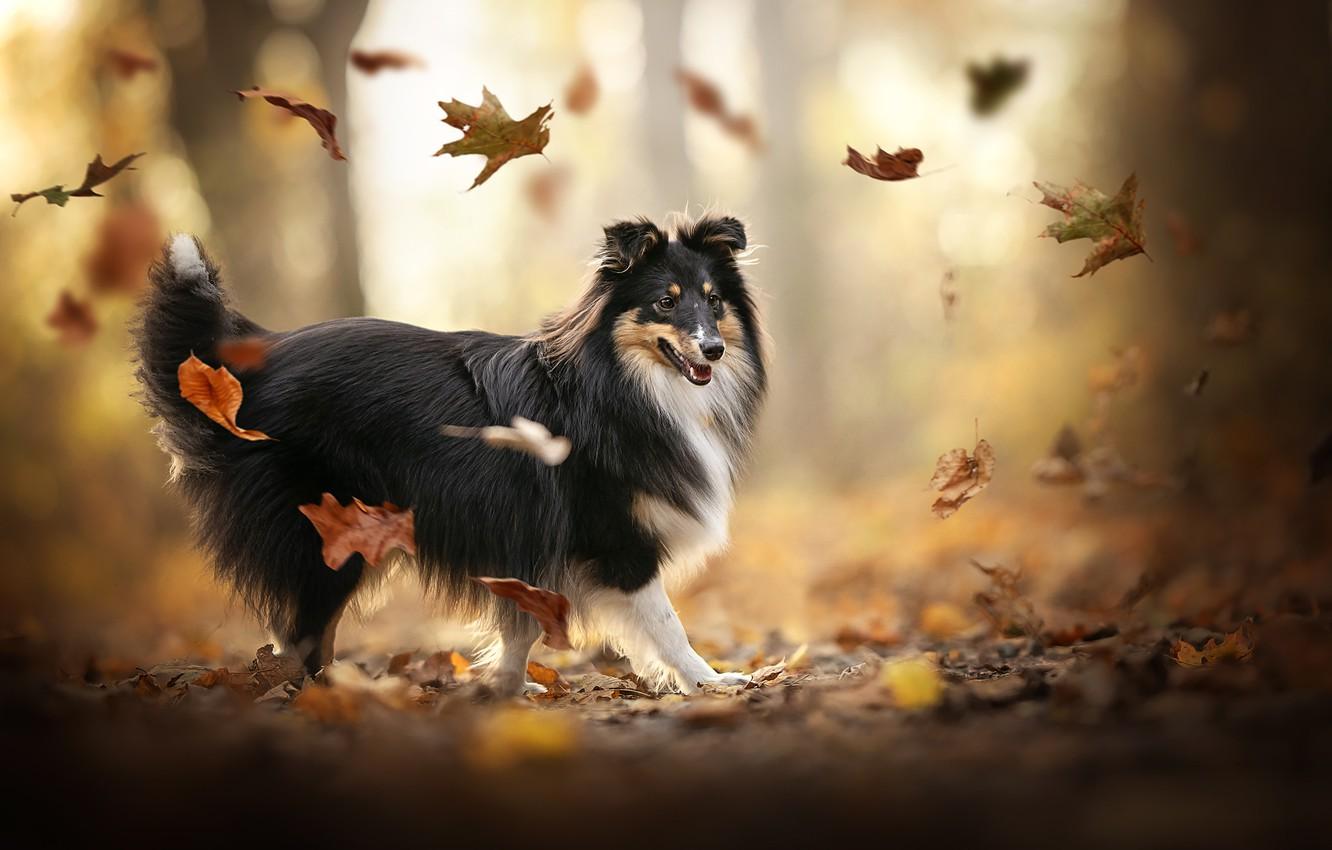 Sheltie Wallpapers - Top Free Sheltie Backgrounds - WallpaperAccess