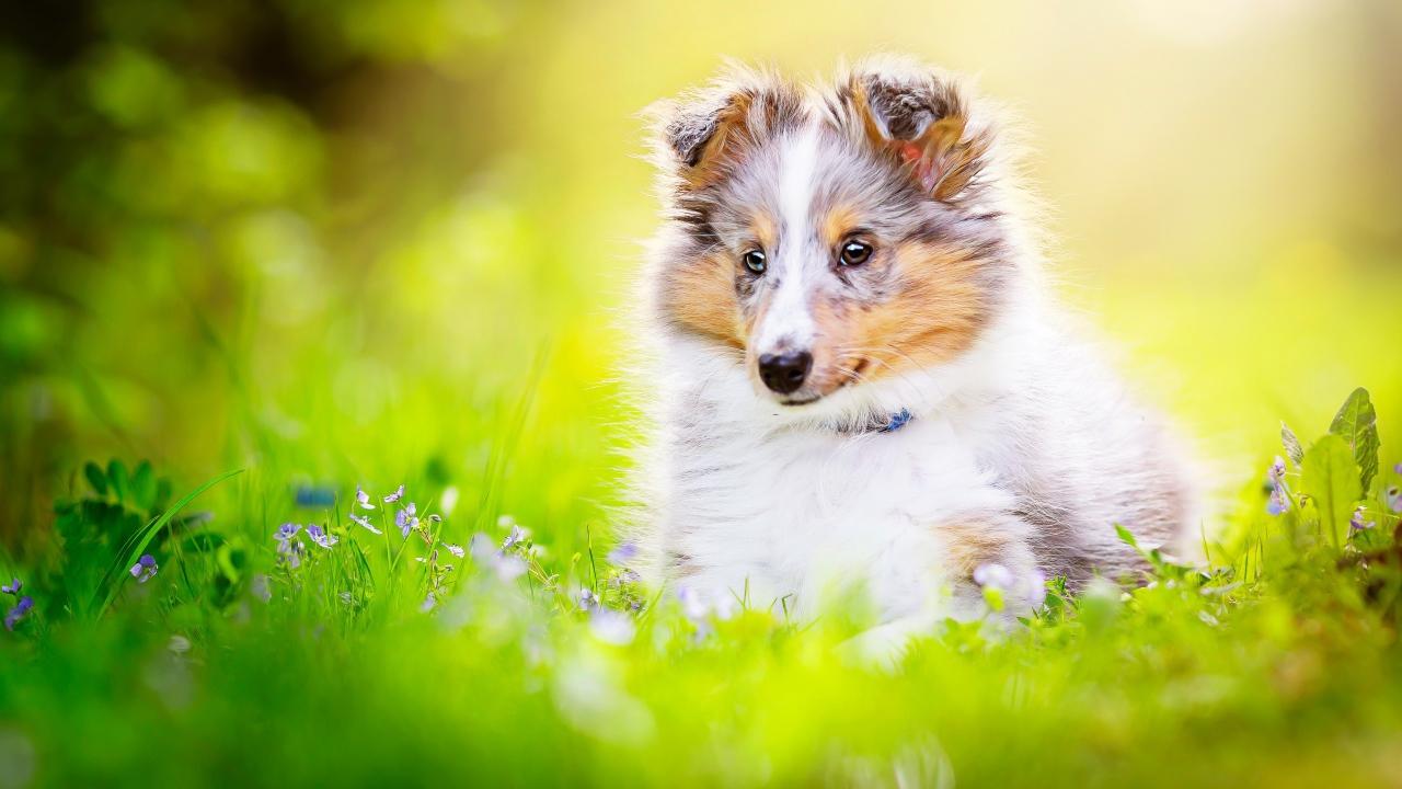 Sheltie Wallpapers - Top Free Sheltie Backgrounds - WallpaperAccess