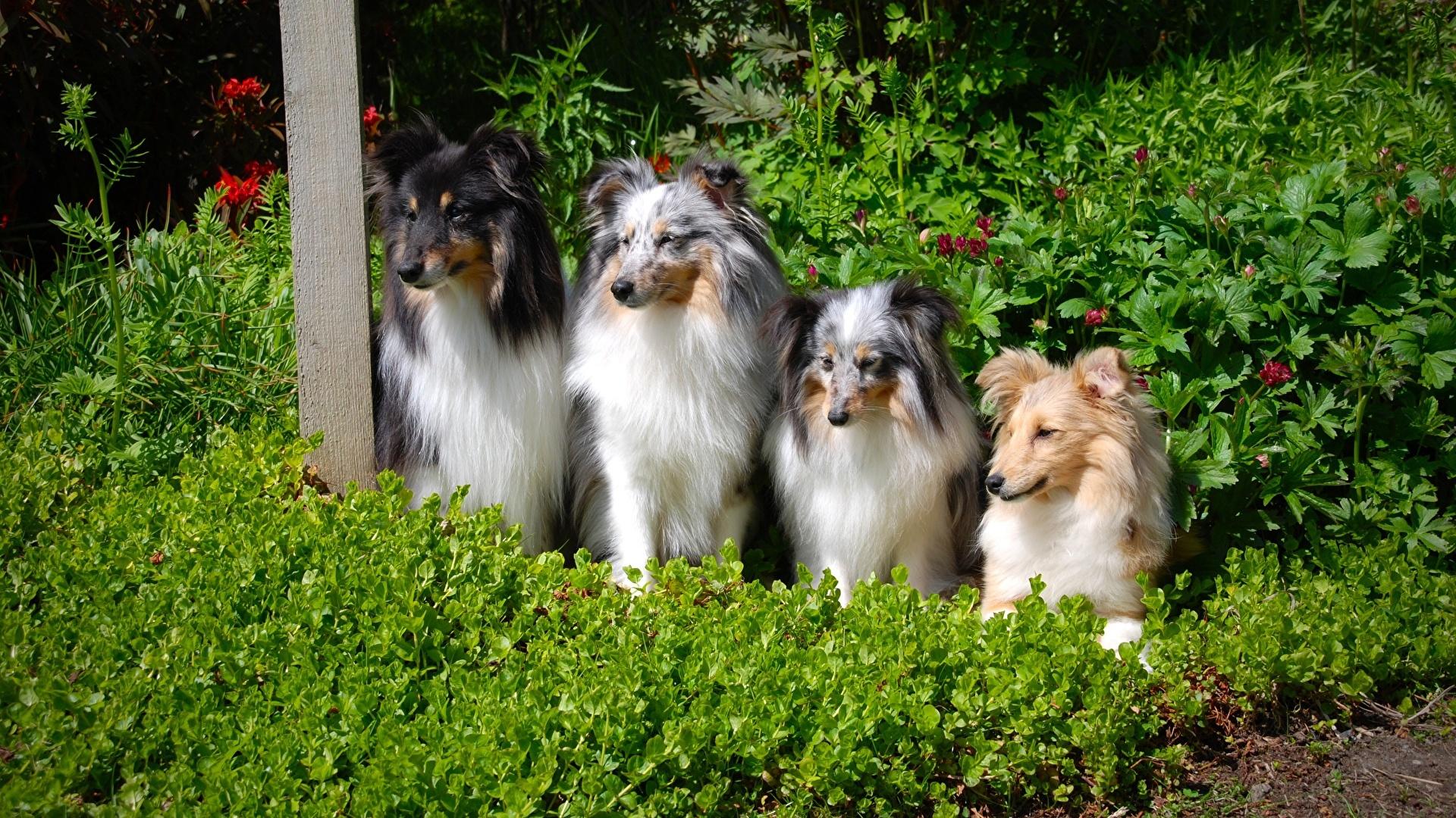 Sheltie Wallpapers - Top Free Sheltie Backgrounds - WallpaperAccess