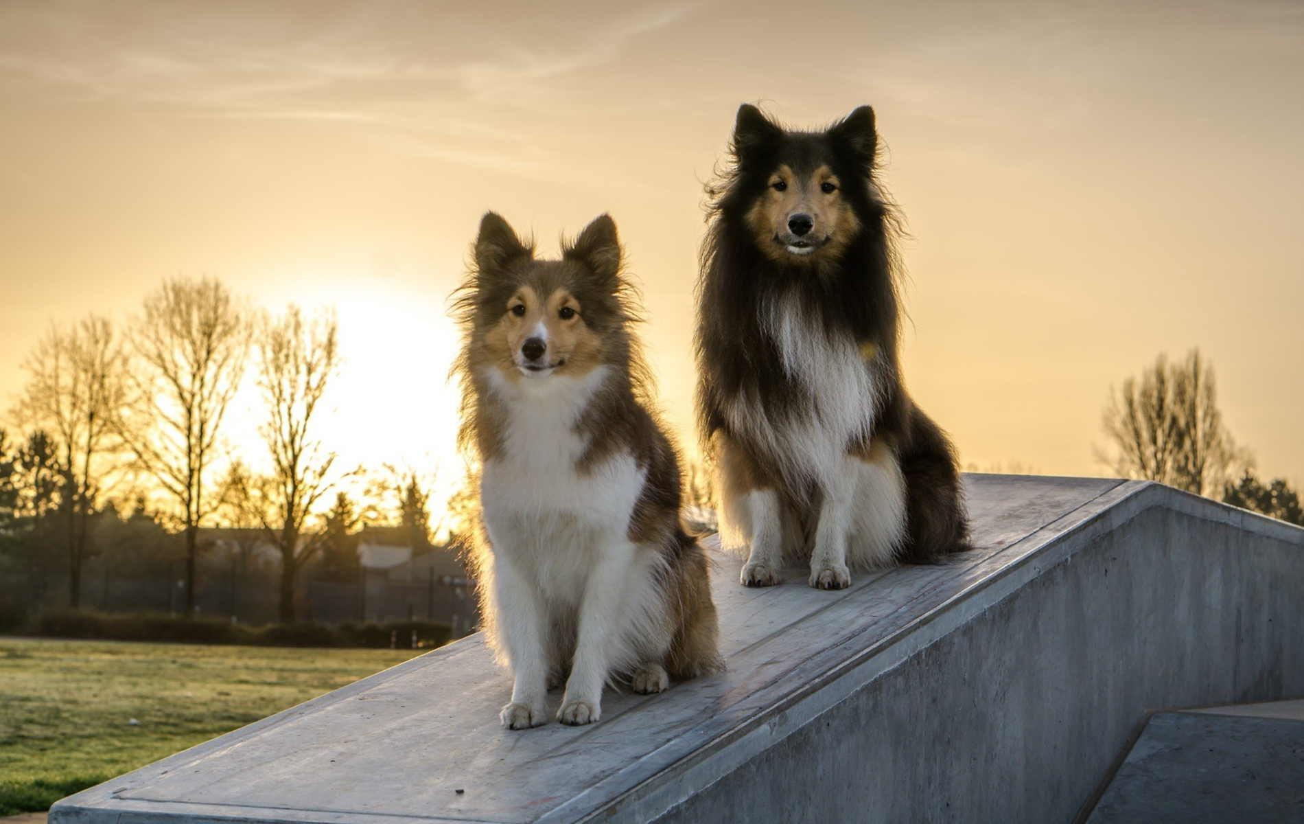 Sheltie Wallpapers - Top Free Sheltie Backgrounds - WallpaperAccess