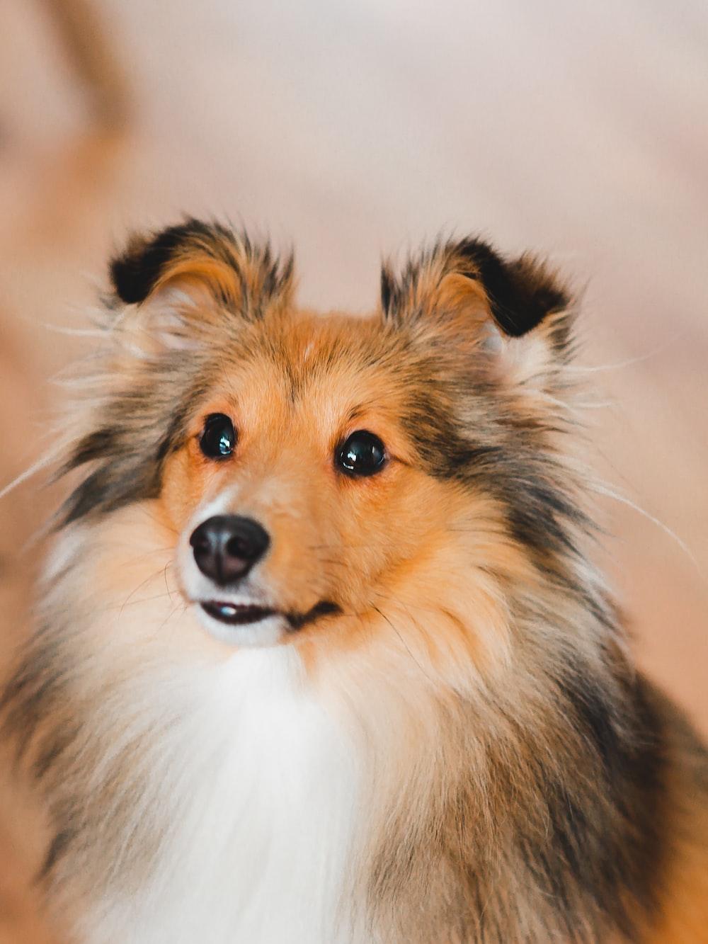 Sheltie Wallpapers - Top Free Sheltie Backgrounds - WallpaperAccess