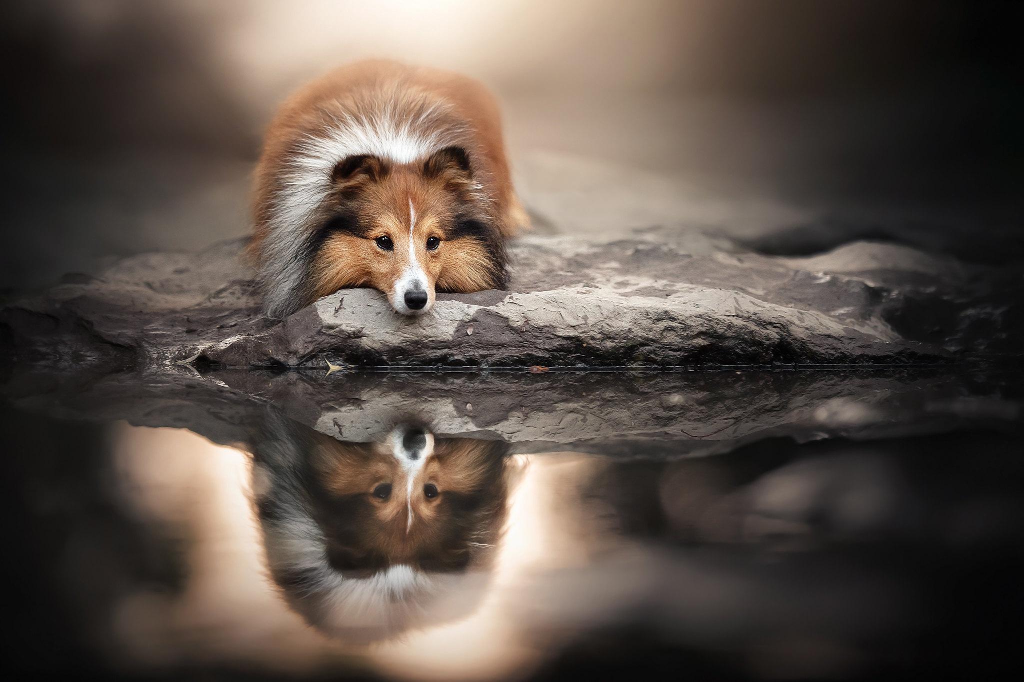 Sheltie Wallpapers - Top Free Sheltie Backgrounds - WallpaperAccess