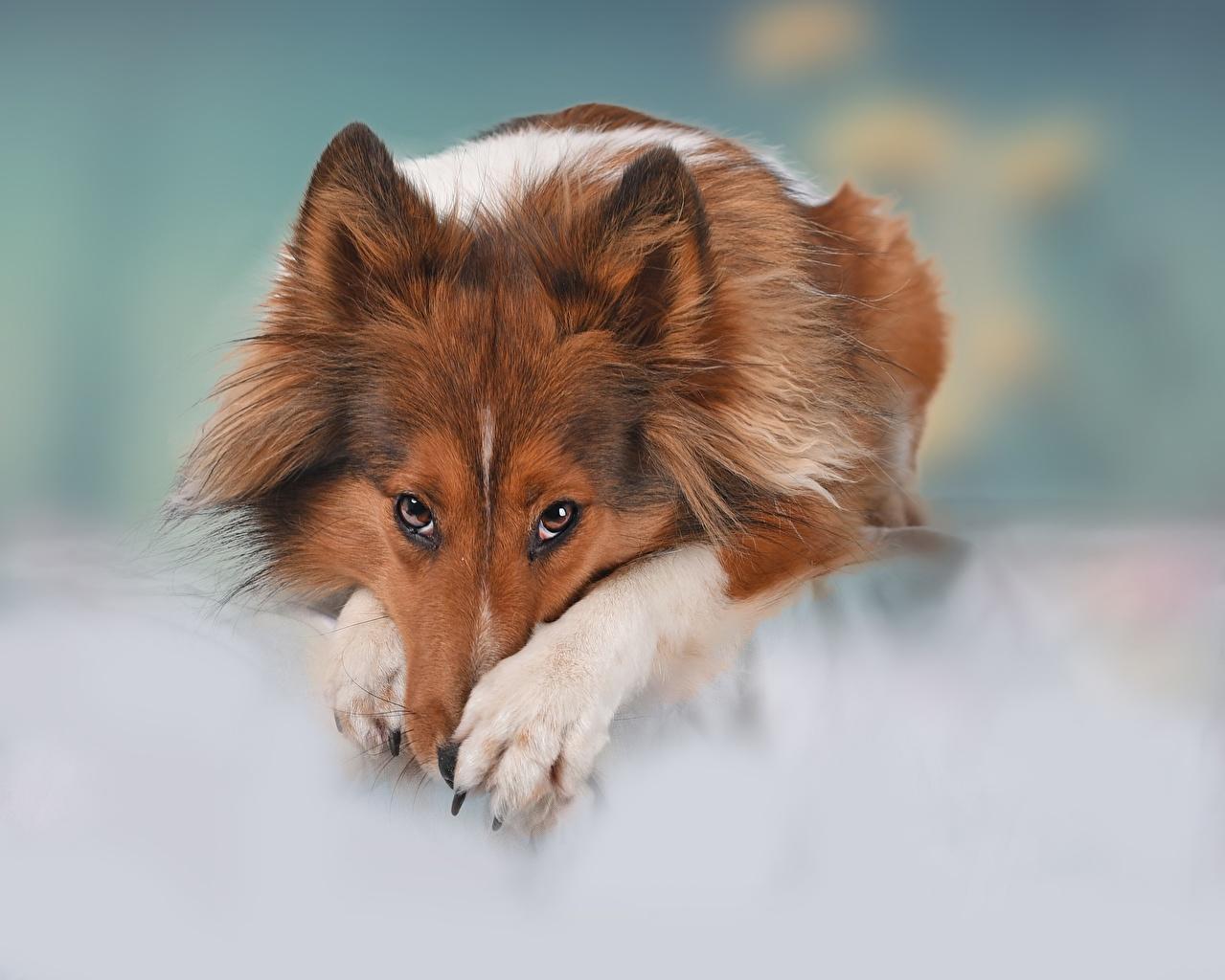 Sheltie Wallpapers - Top Free Sheltie Backgrounds - WallpaperAccess