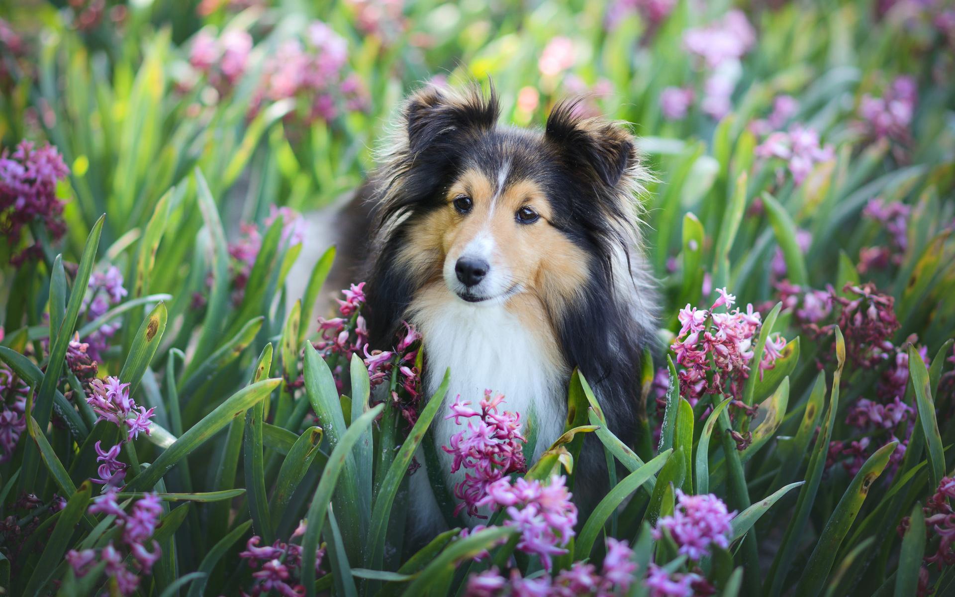 Sheltie Wallpapers - Top Free Sheltie Backgrounds - WallpaperAccess
