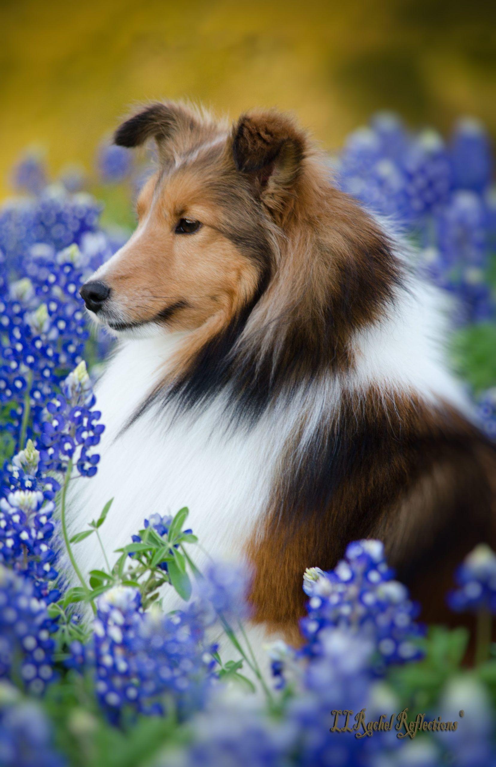 Sheltie Wallpapers - Top Free Sheltie Backgrounds - WallpaperAccess