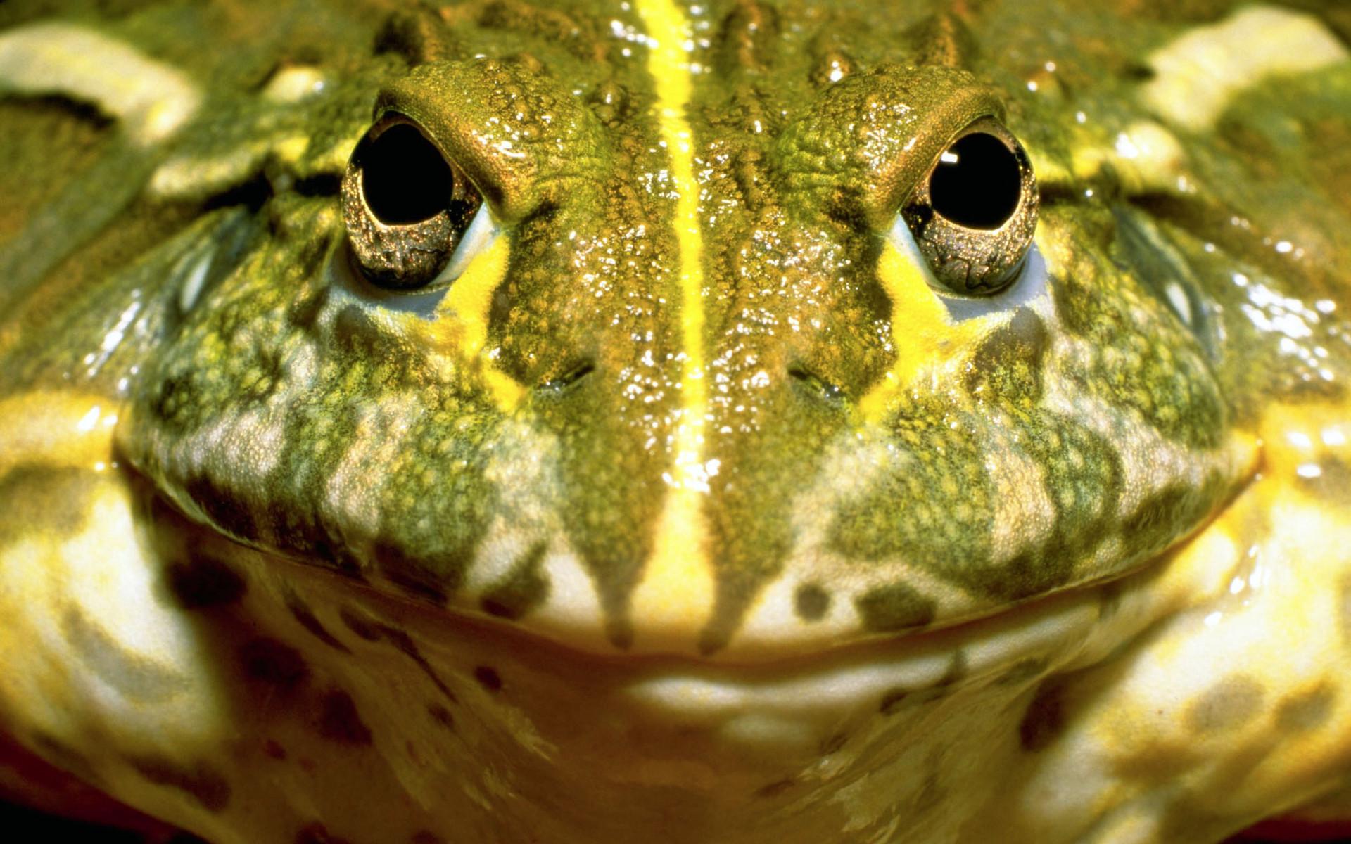 Bullfrog Wallpapers - Top Free Bullfrog Backgrounds - WallpaperAccess