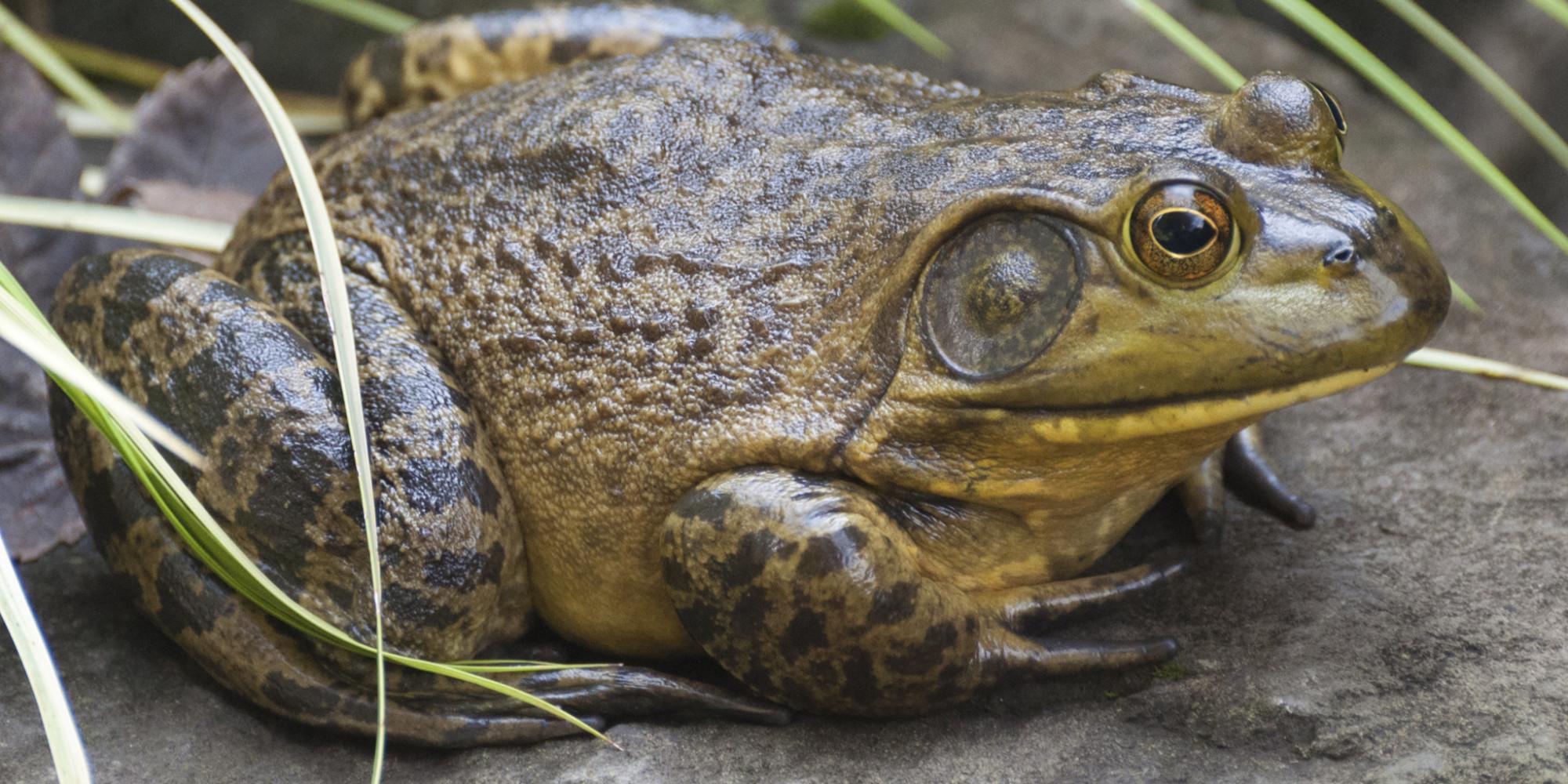 Bullfrog Wallpapers - Top Free Bullfrog Backgrounds - WallpaperAccess
